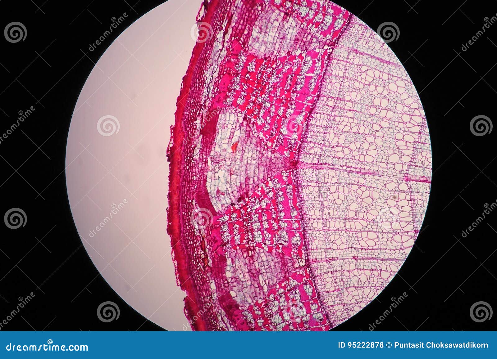 Cross Sections of Plant Stem Stock Photo - Image of education, ground ...