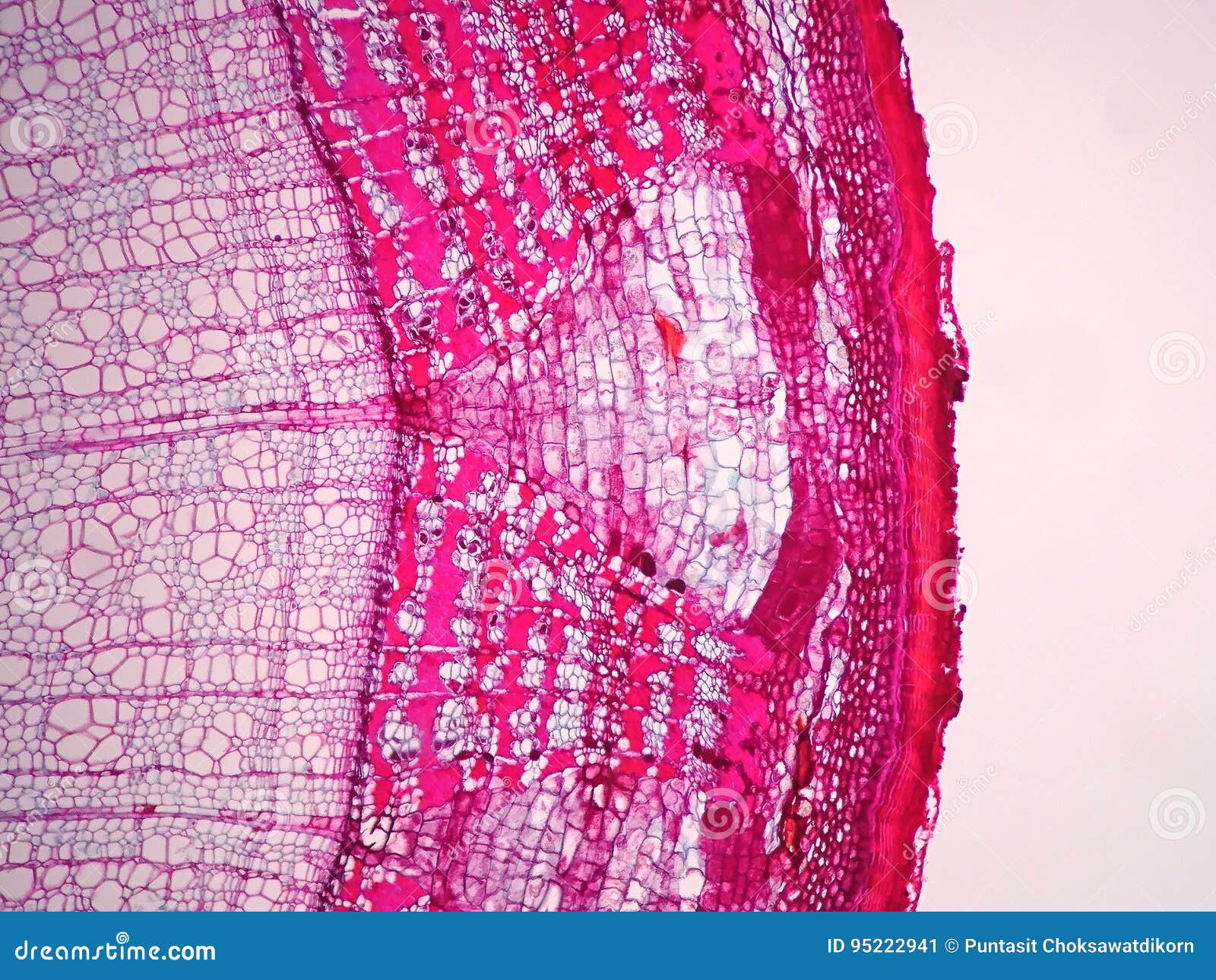 Cross Sections of Plant Stem Stock Image - Image of educational, light ...
