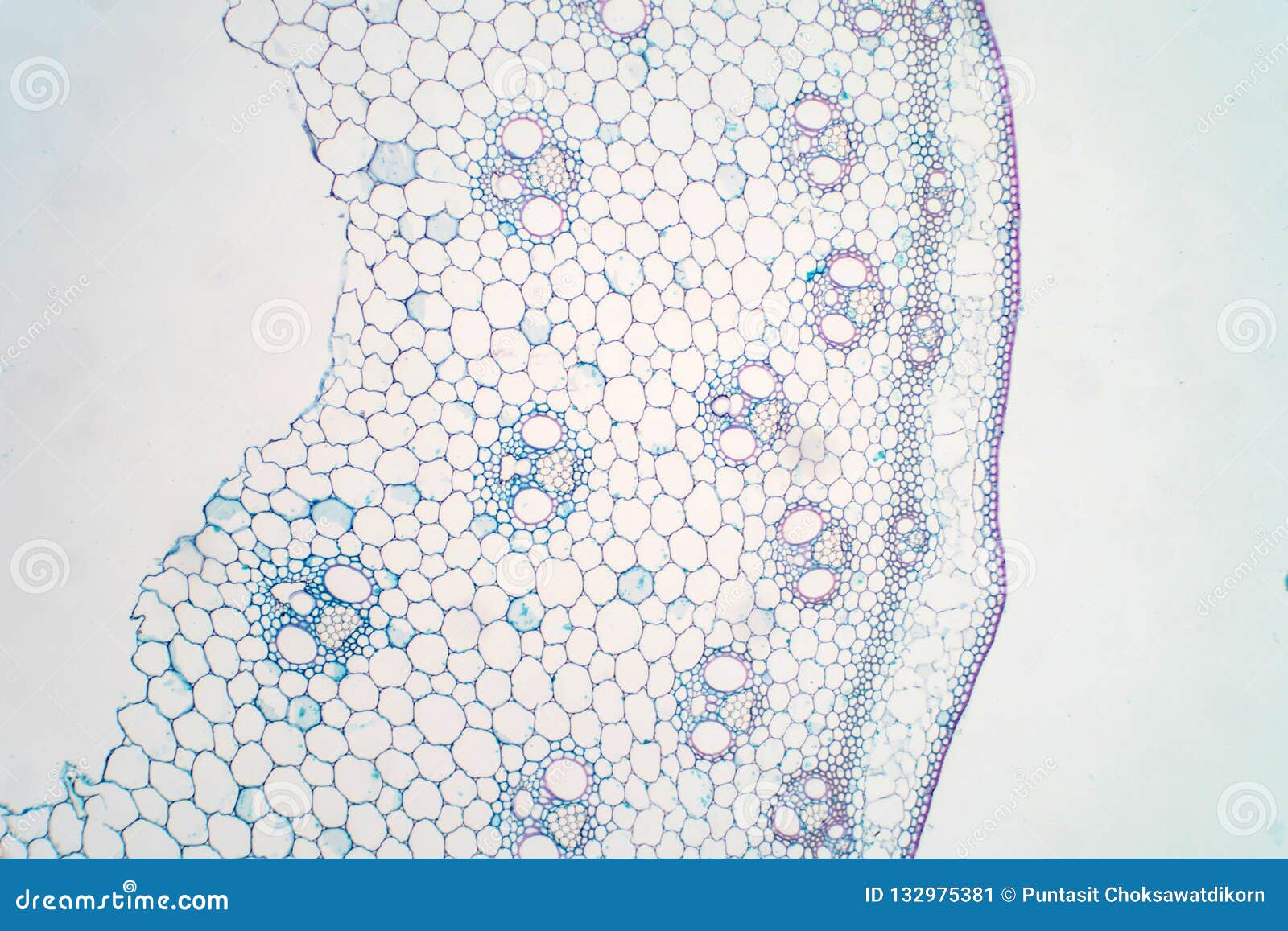 Cross Sections Of Plant Stem Under Microscope View Royalty-Free Stock ...