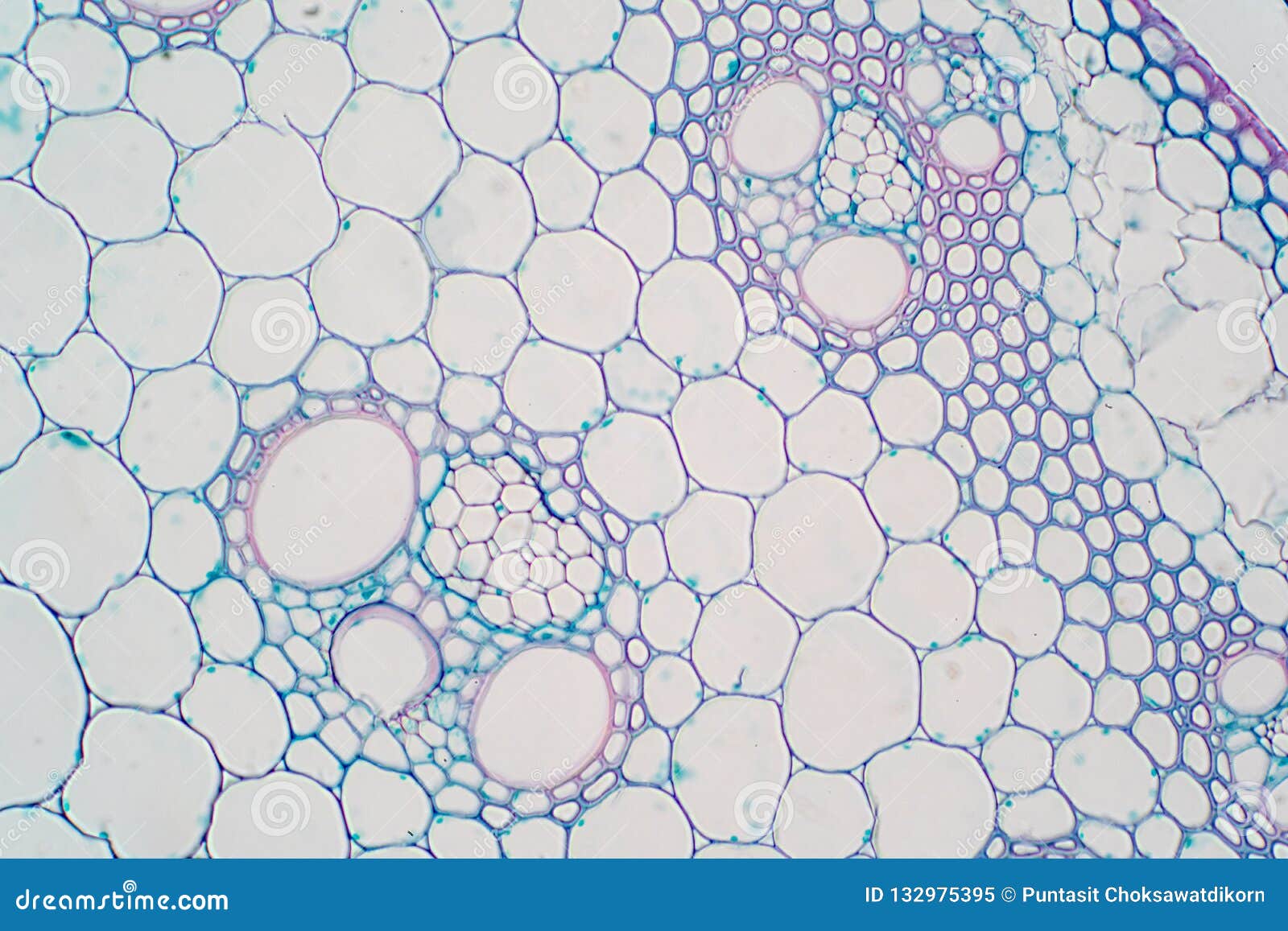 Cross Sections of Plant Stem Under Microscope View Stock Image - Image ...