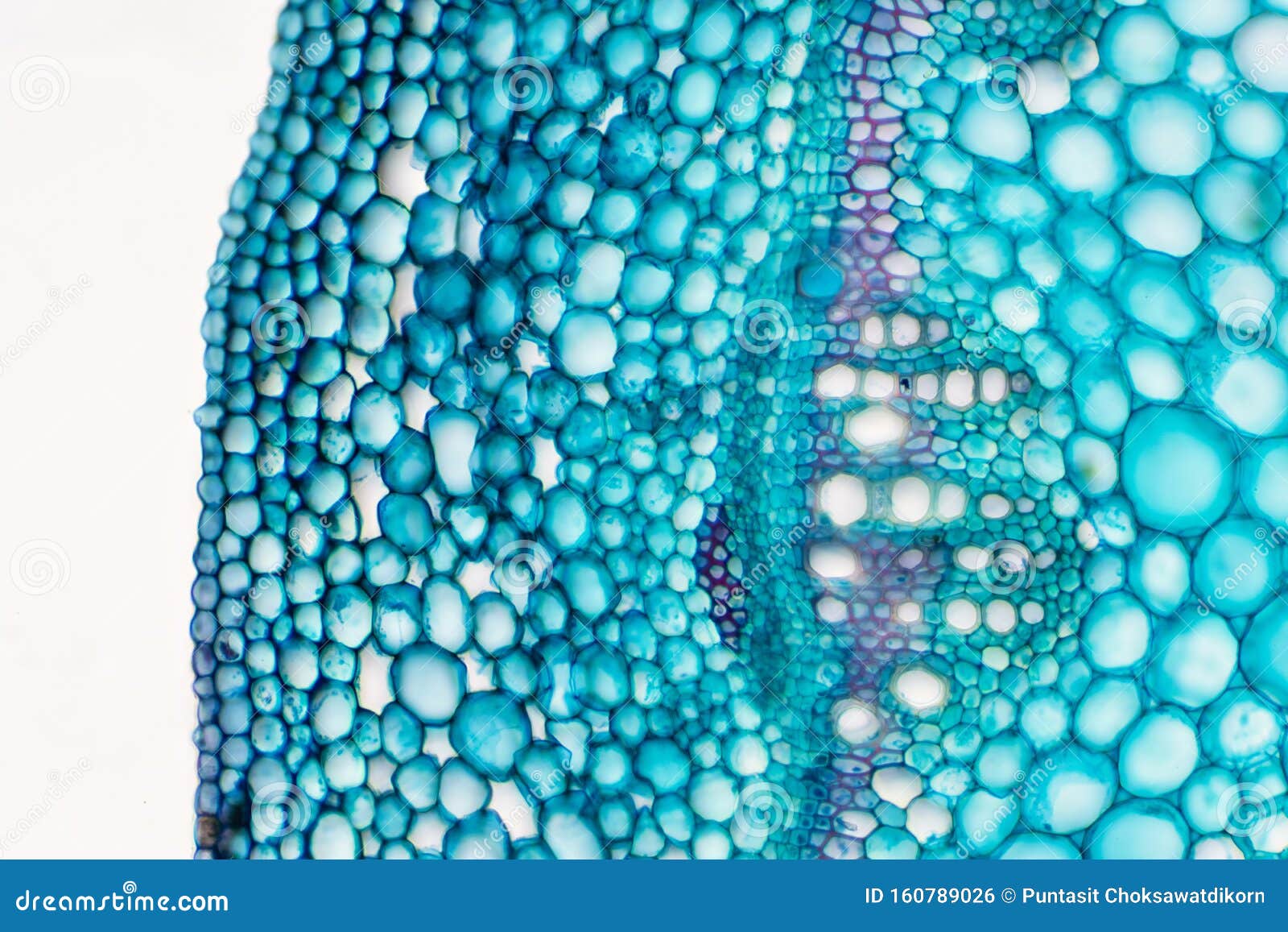 Cross Sections of Plant Stem Under Microscope View Stock Photo - Image ...