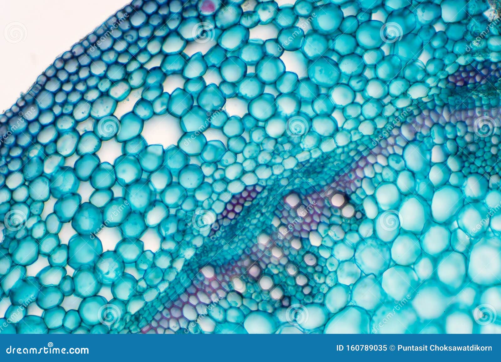 Cross Sections of Plant Stem Under Microscope View Stock Image - Image ...