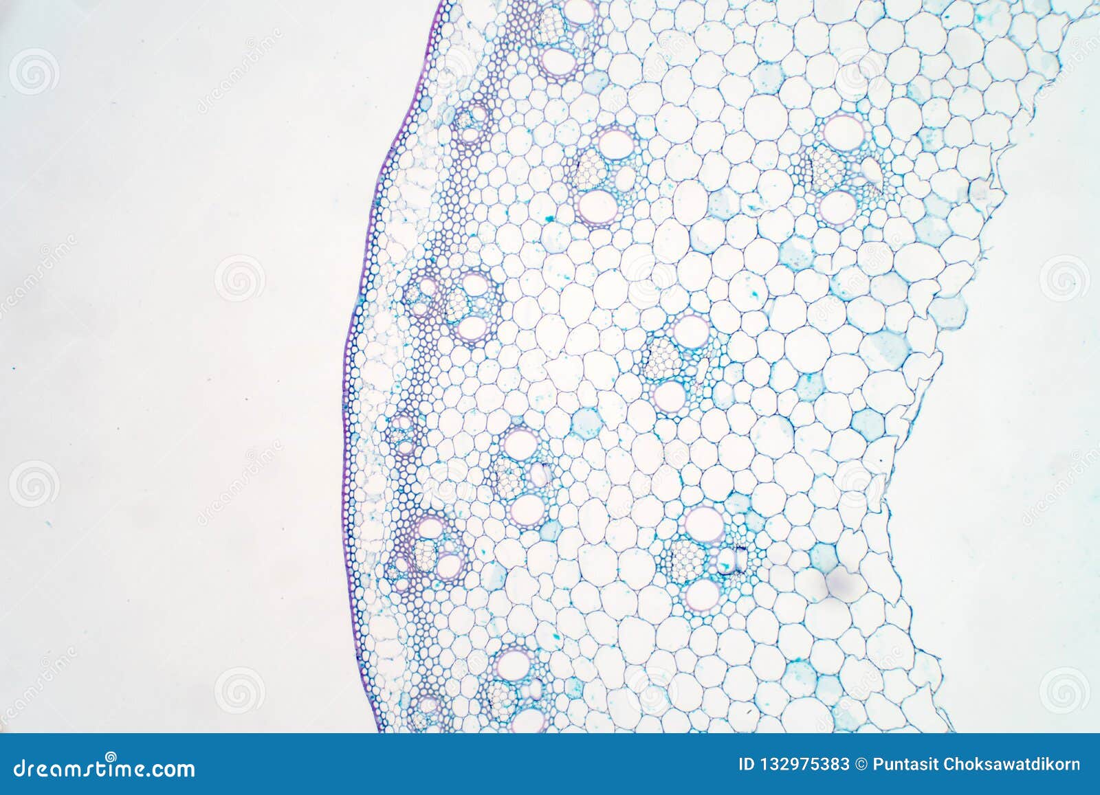 Cross Sections Of Plant Stem Under Microscope View Royalty-Free Stock ...