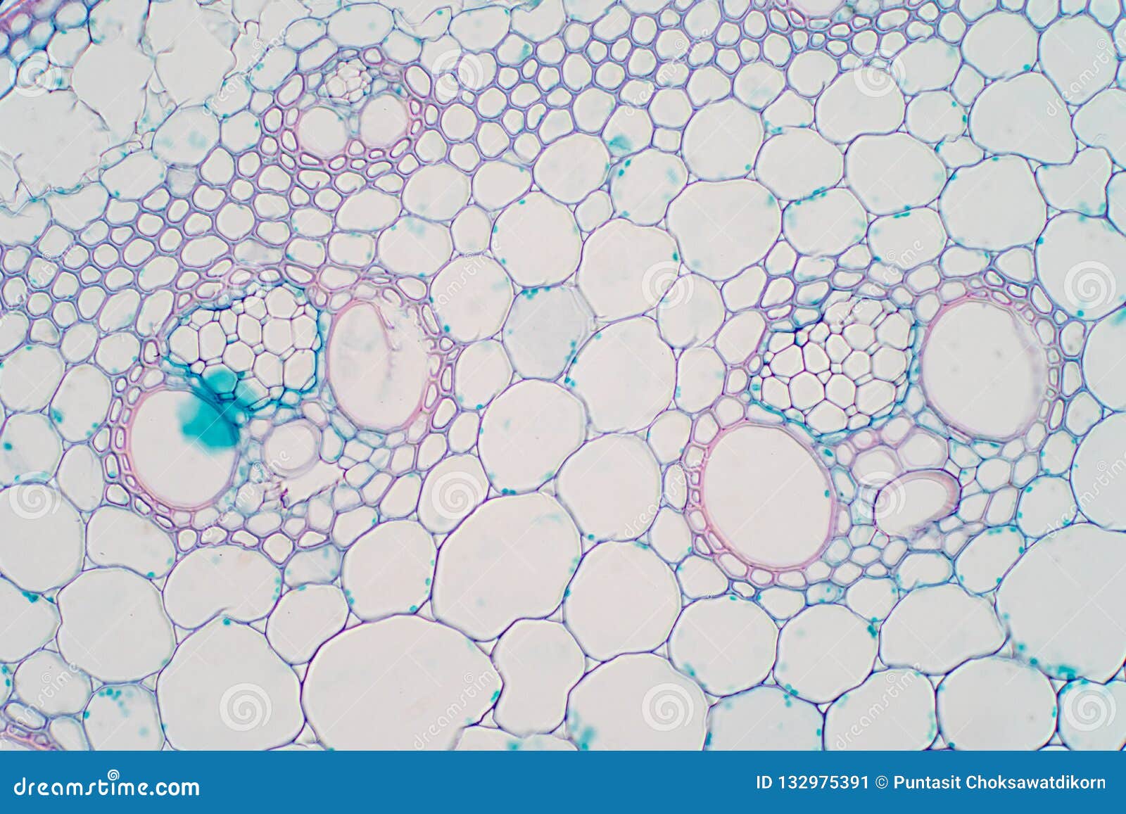 Microscope View Of Human Cells Or Embryonic Stem Cells Stock Image ...