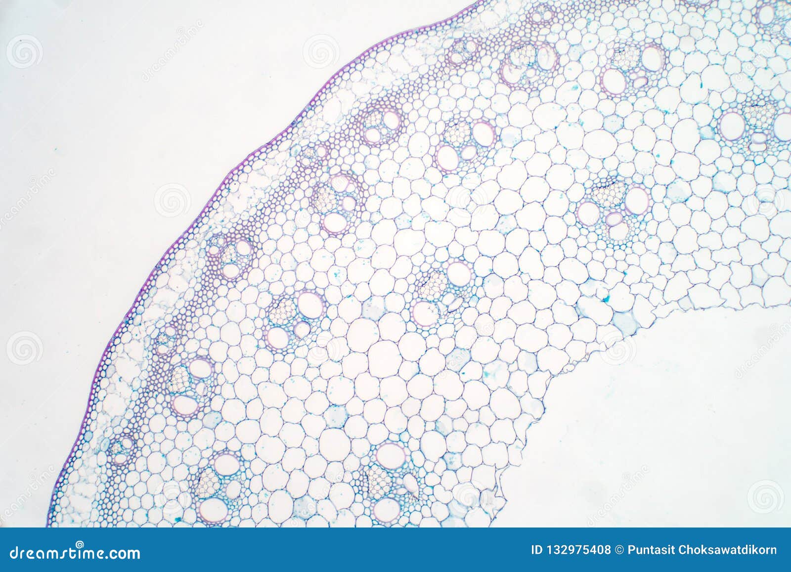 Cross Sections of Plant Stem Under Microscope View Stock Photo - Image ...