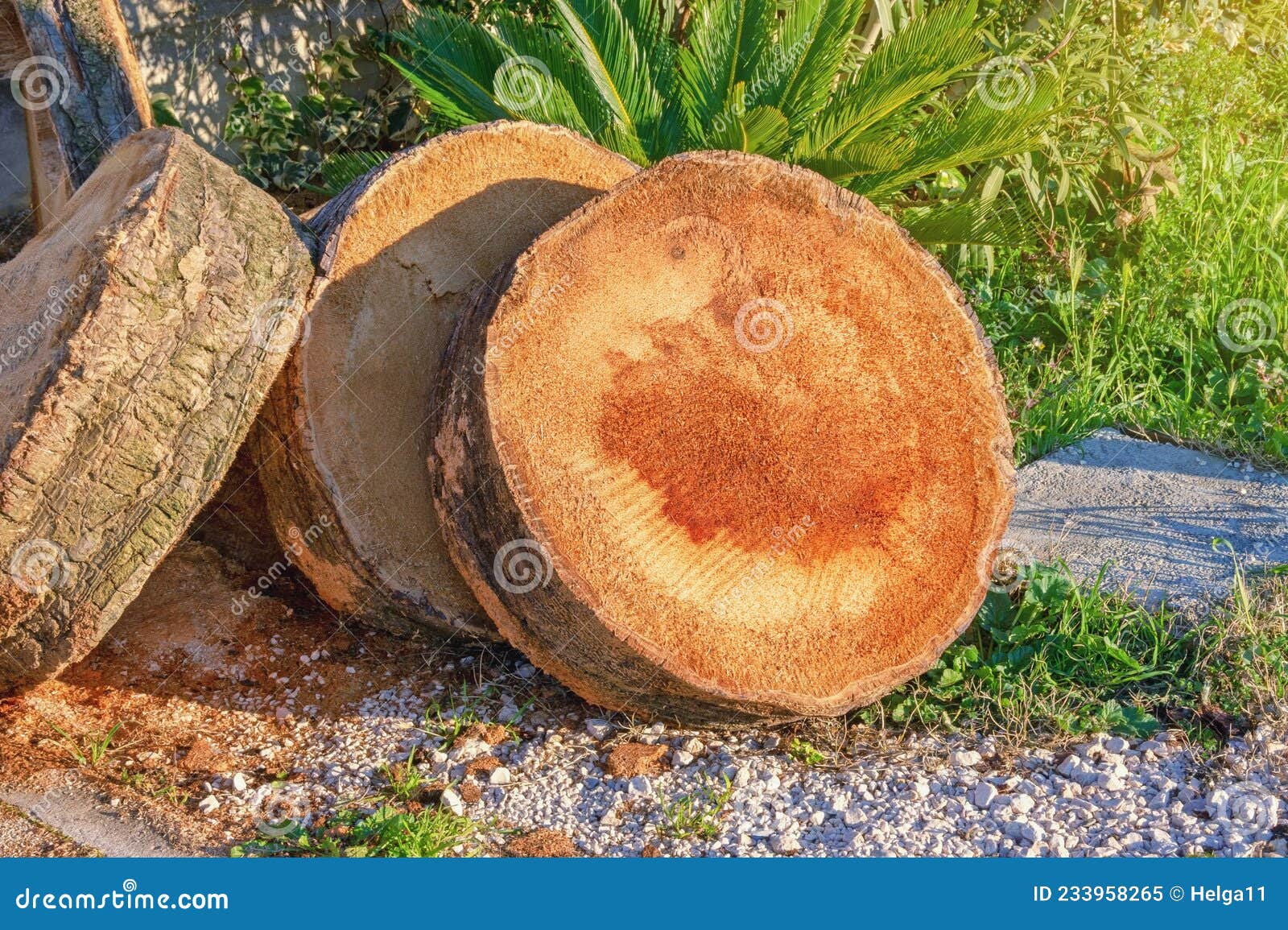 Cross Sections of Trunk of Palm Tree Stock Image - Image of cross, palm ...