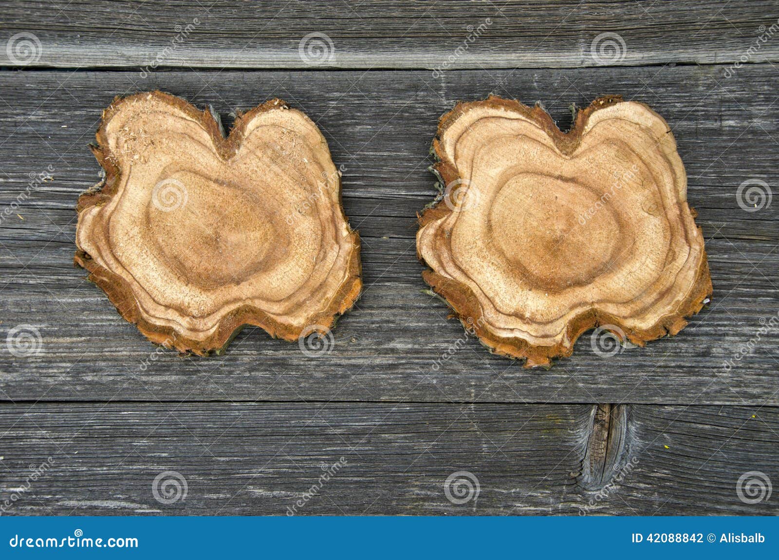 Cross Sections of Tree Trunk on Wooden Plank Background Stock Photo ...