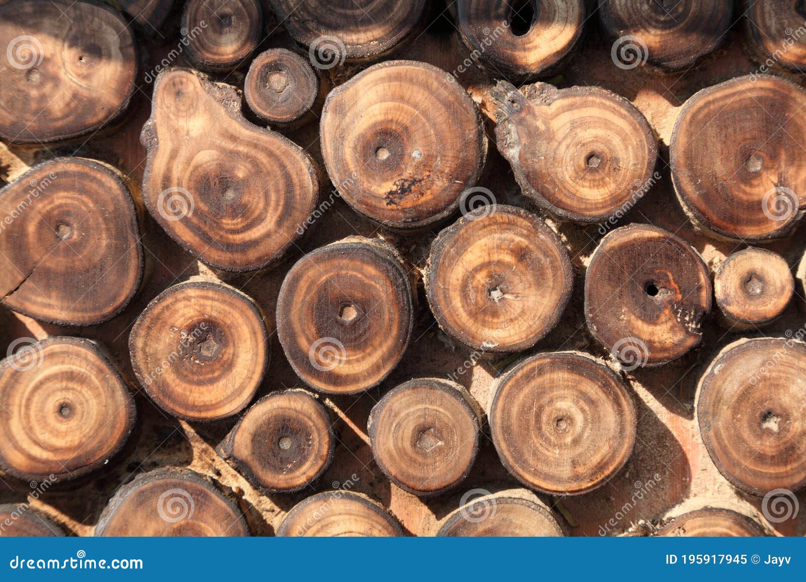 Sections Of Tree Trunks Stock Photography | CartoonDealer.com #18474074