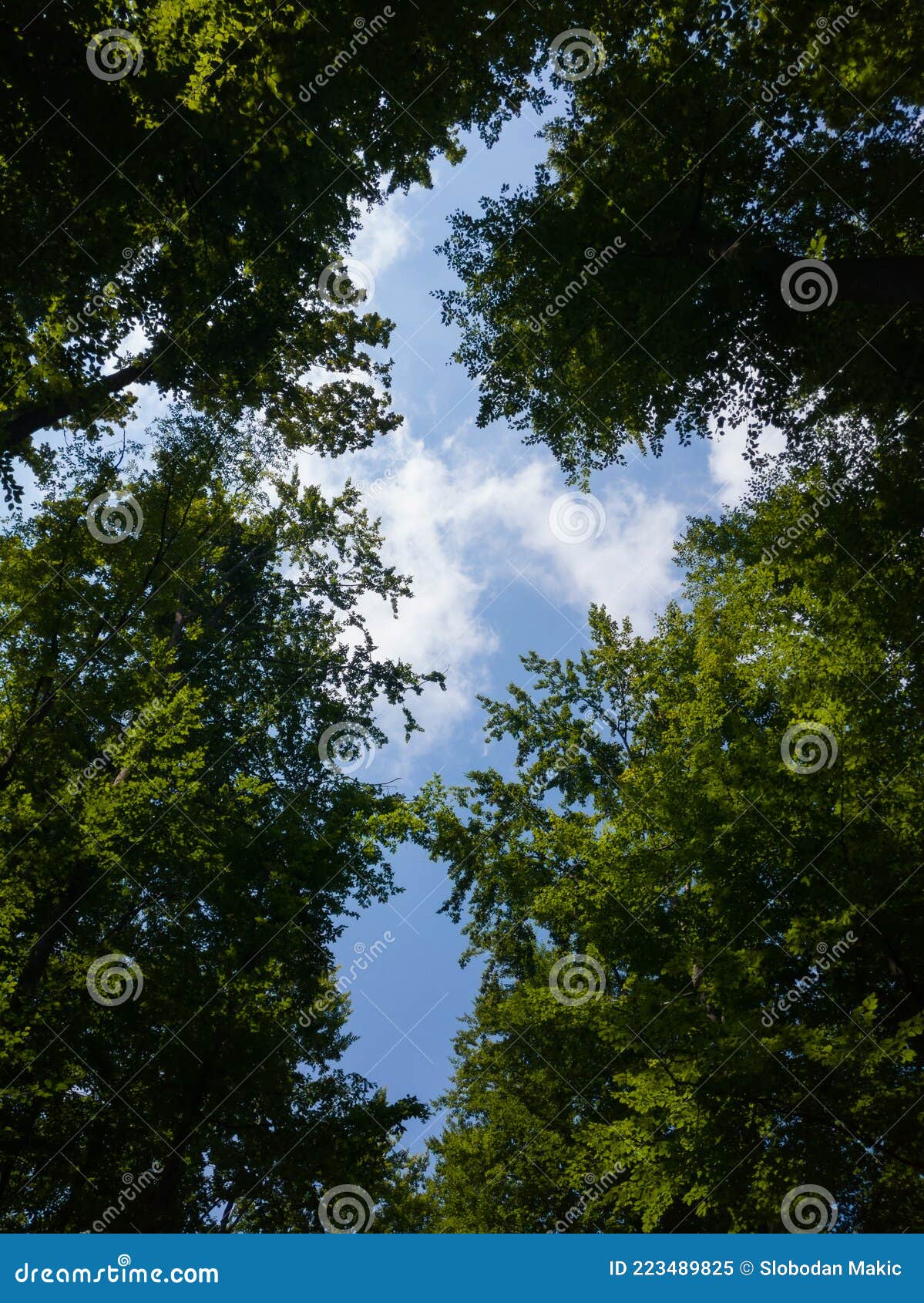 Cross Shape Opening in Tree Canopy Looking Toward Sky Stock Image ...
