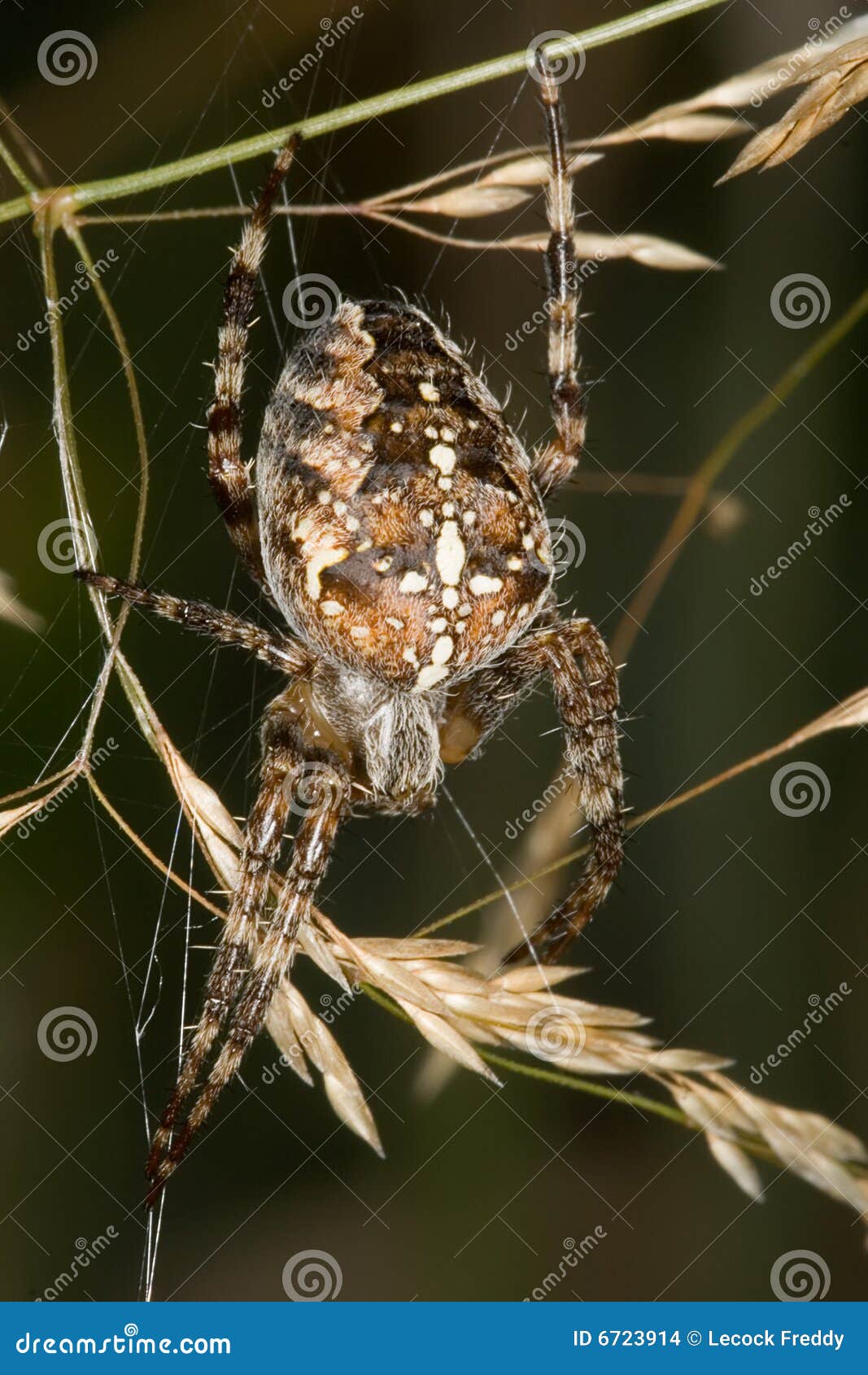 Cross spider 1 stock photo. Image of detail, spinning - 6723914
