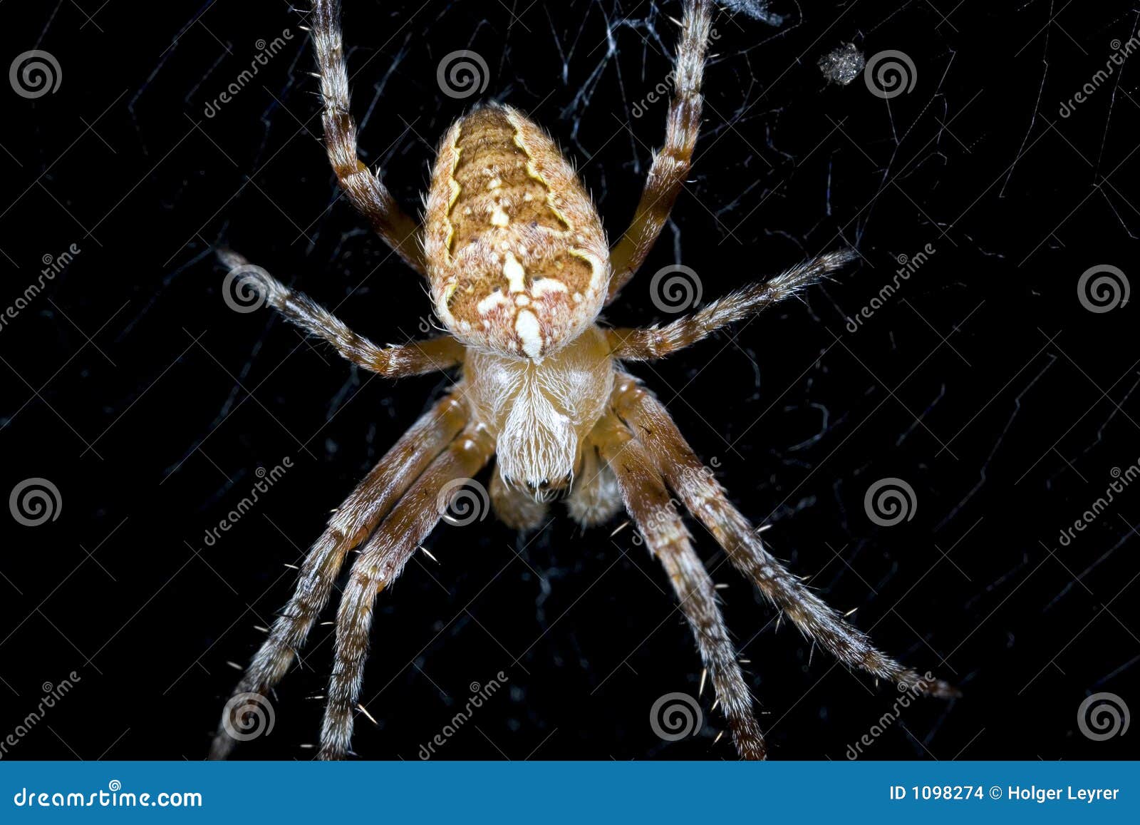 Cross spider stock photo. Image of close, fangs, brown - 1098274