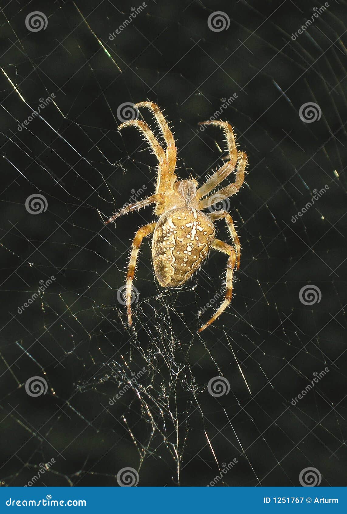 Cross spider stock image. Image of animals, shines, natural - 1251767