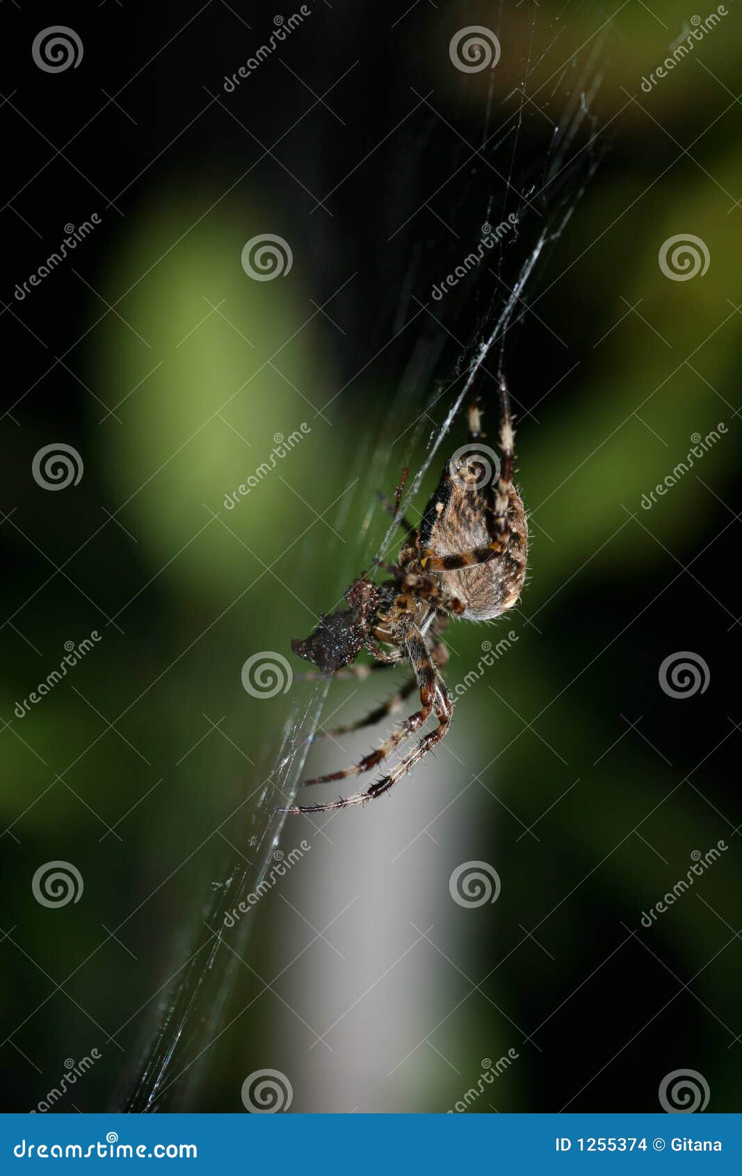 Cross spider stock photo. Image of animals, cobweb, araneus - 1255374