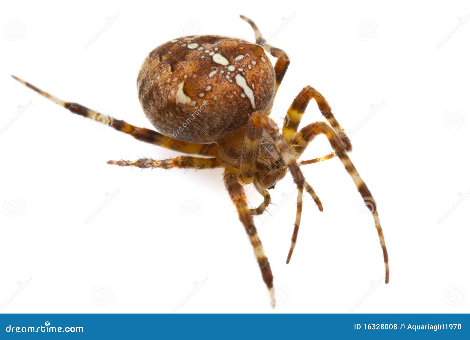 Cross spider stock photo. Image of scary, deadly, pets - 16328008