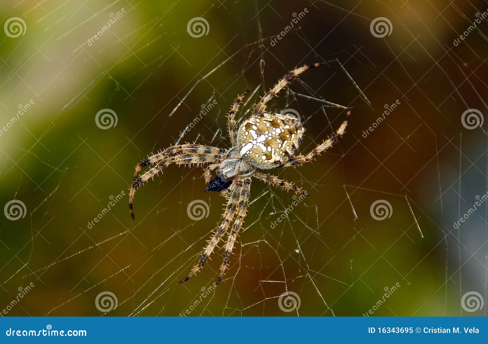 Cross spider stock image. Image of spiderweb, arachnaphobia - 16343695