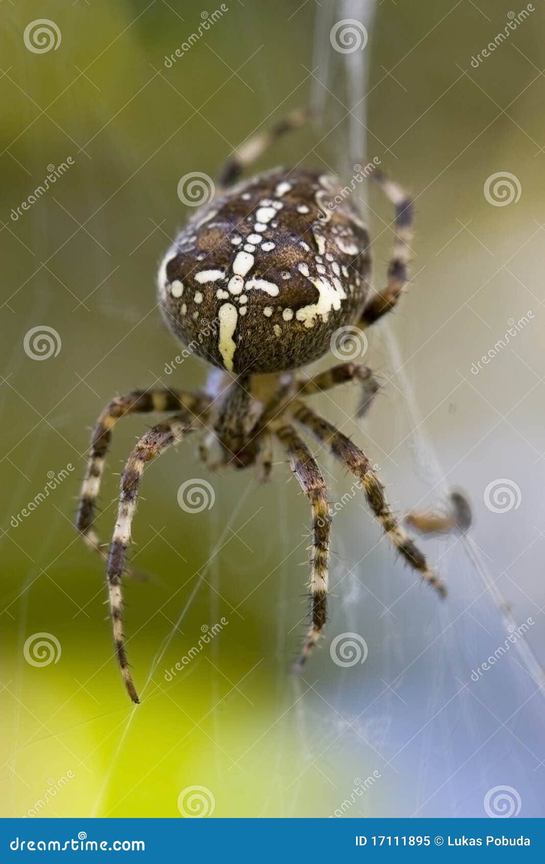 Cross Spider stock image. Image of danger, animal, phobia - 17111895