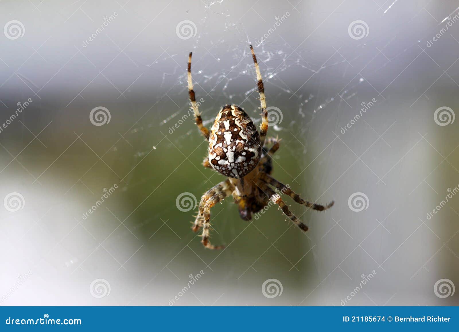 Cross Spider stock photo. Image of arachnophobe, crawl - 21185674