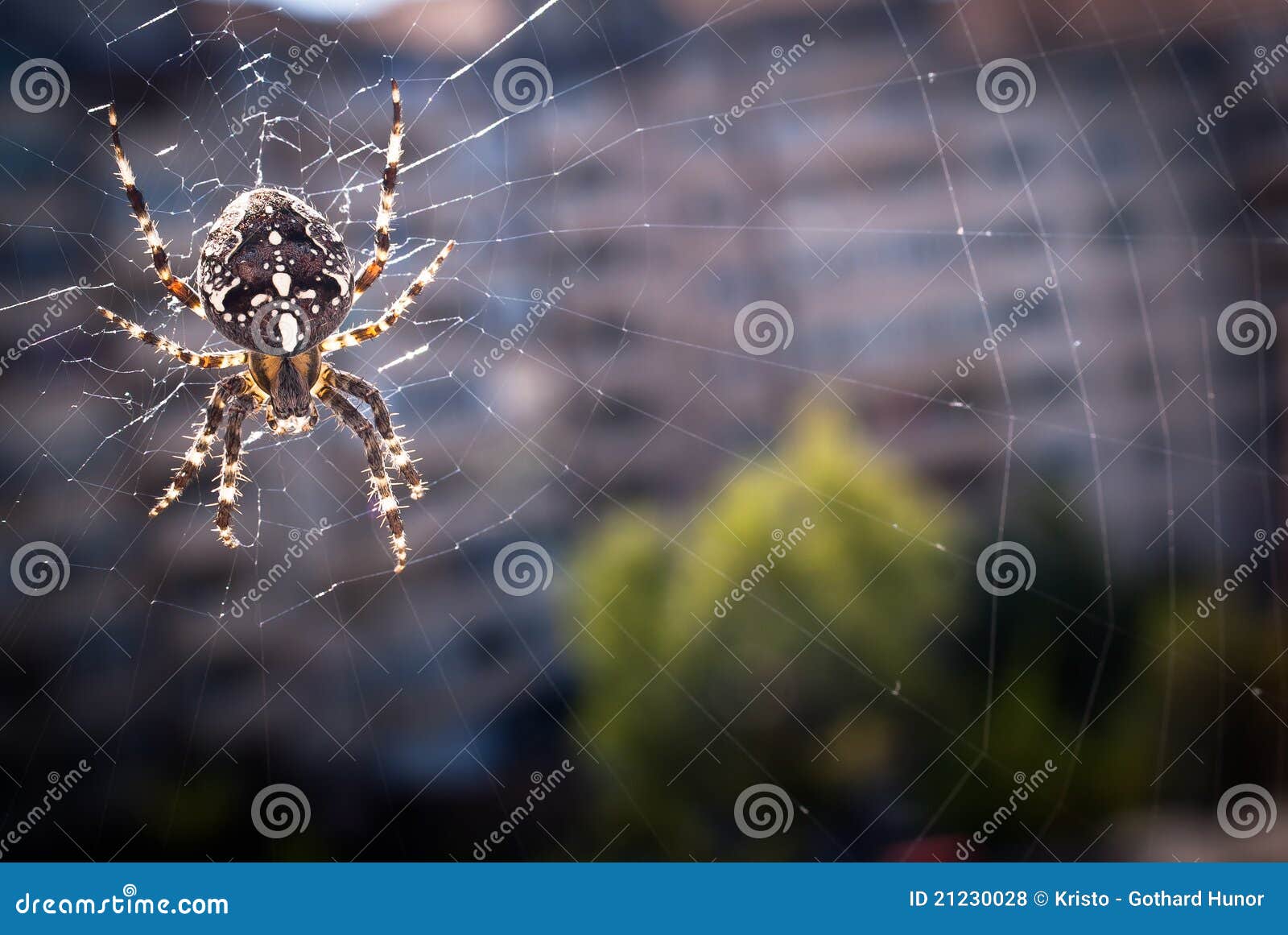 Cross Spider stock photo. Image of posing, nature, spider - 21230028