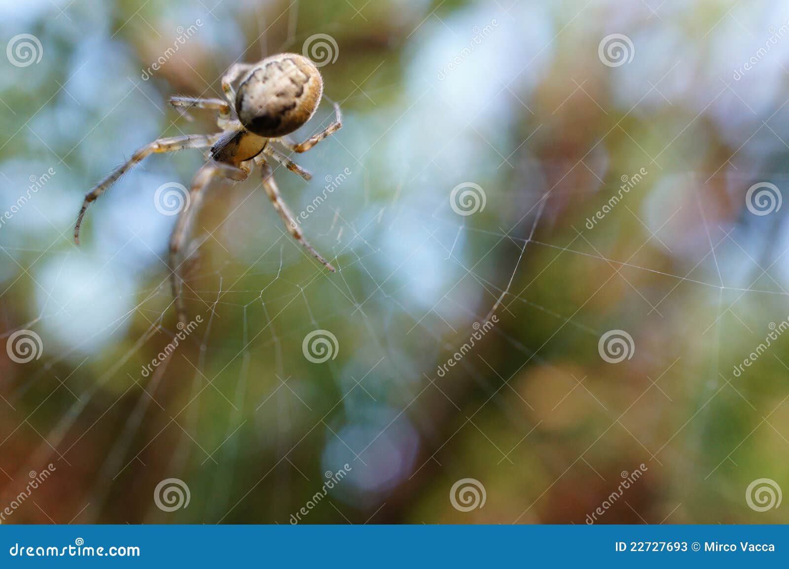 Cross spider stock image. Image of diadematus, nature - 22727693