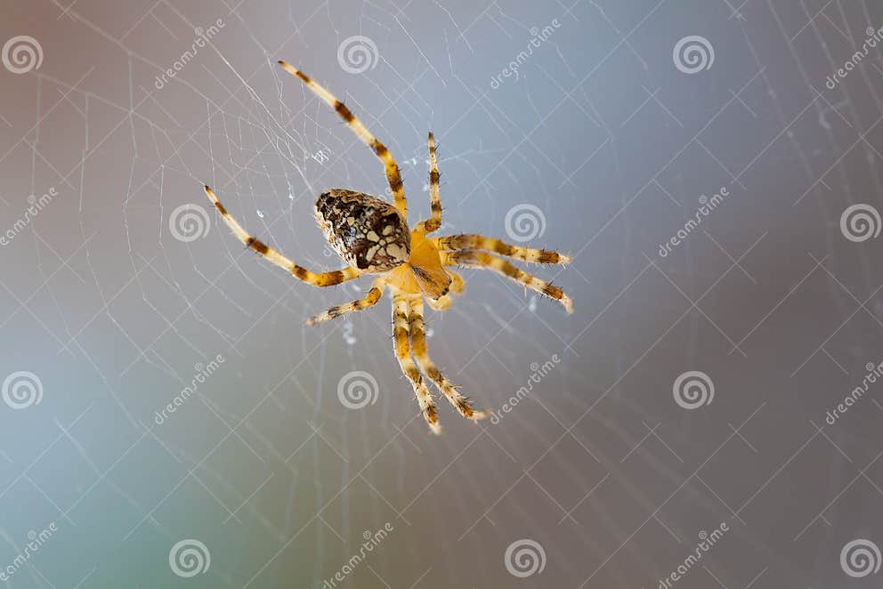 Cross spider stock image. Image of awful, nature, poisonous - 24985971