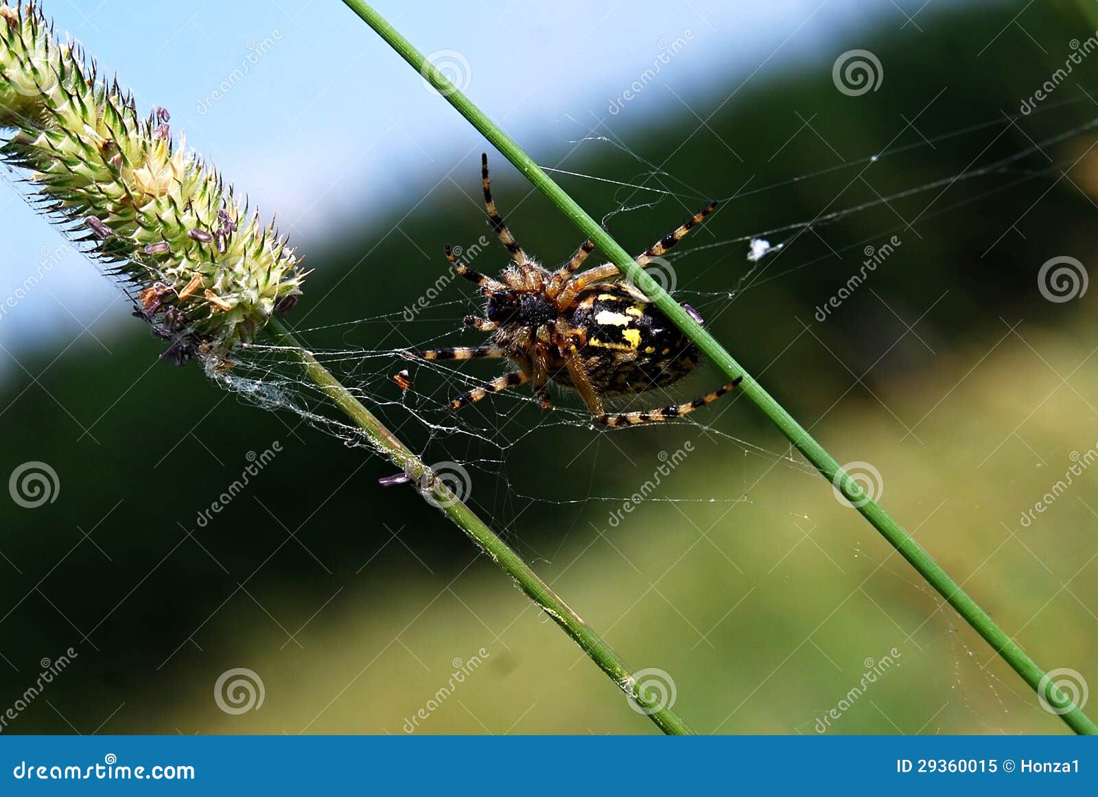 Cross spider stock image. Image of closeup, invertebrate - 29360015