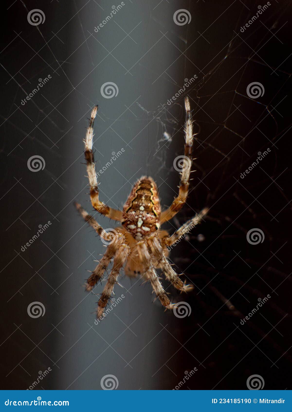 Cross Spider in the Center of the Spider Web Stock Photo - Image of ...