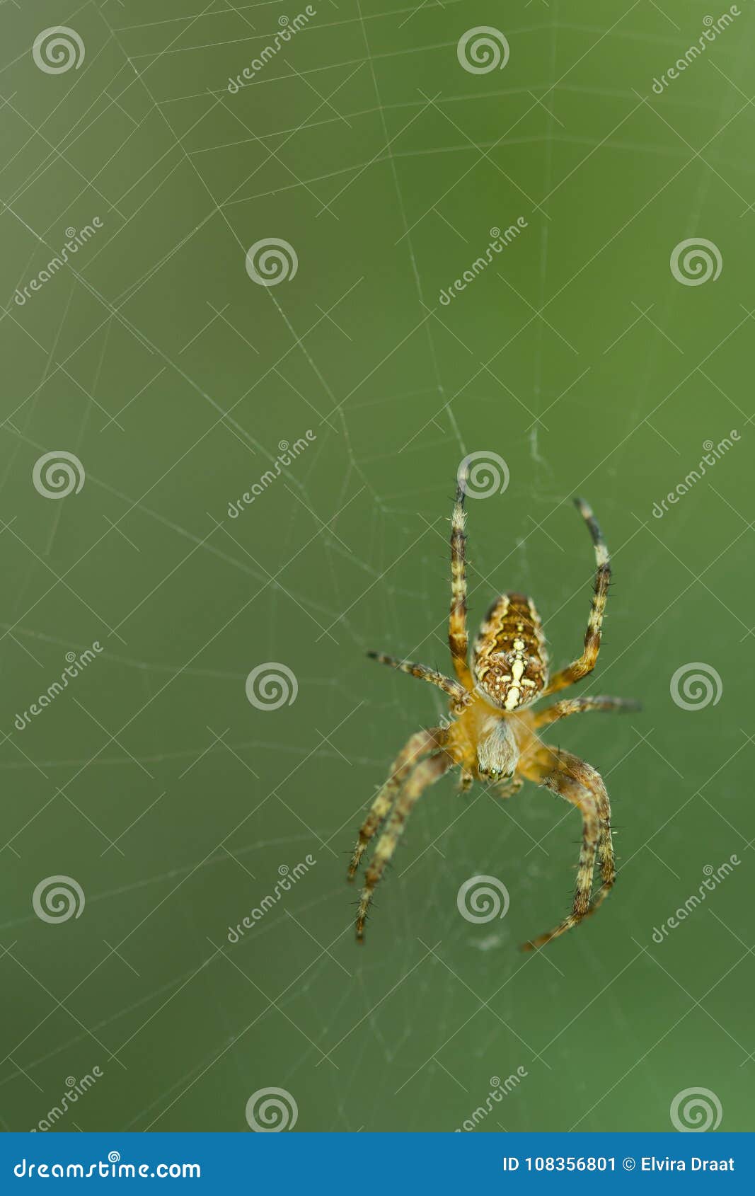 Cross Spider stock image. Image of arachnid, european - 108356801