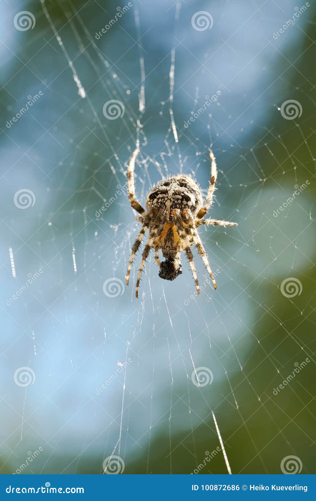 Cross Spider stock photo. Image of arachnid, diadematus - 100872686