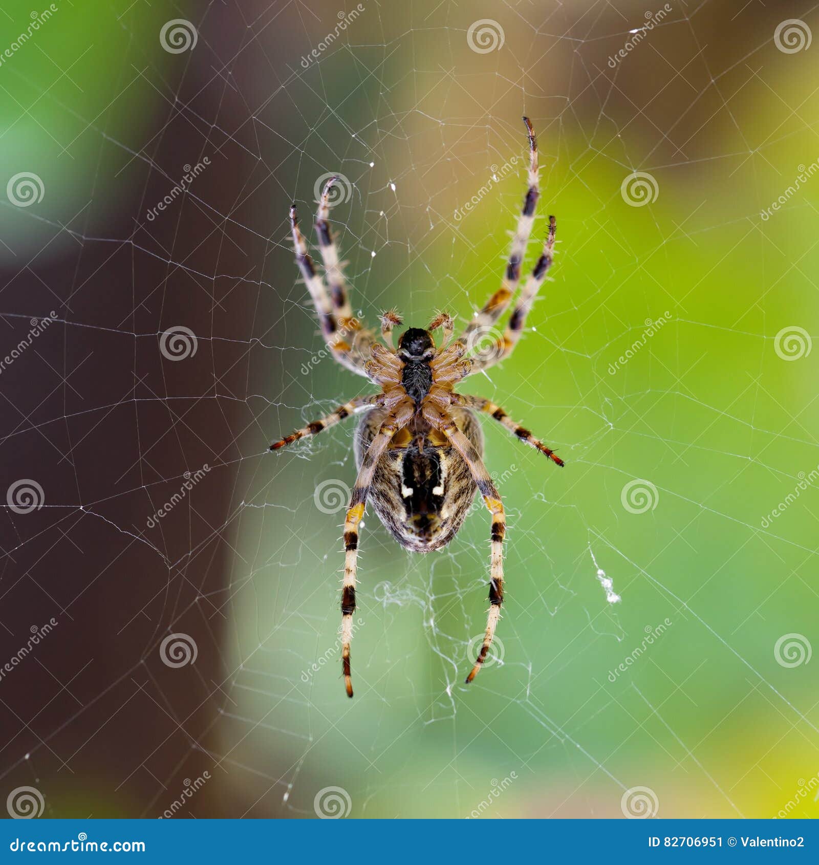 Cross spider stock image. Image of diadematus, closeup - 82706951