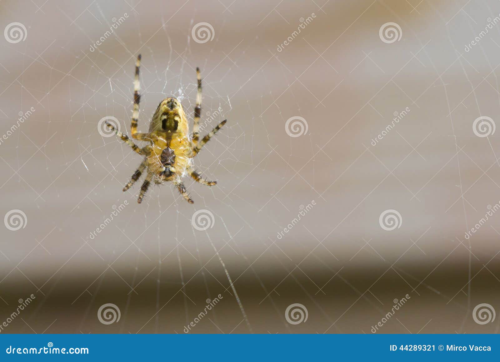 Cross spider stock image. Image of spider, structure - 44289321