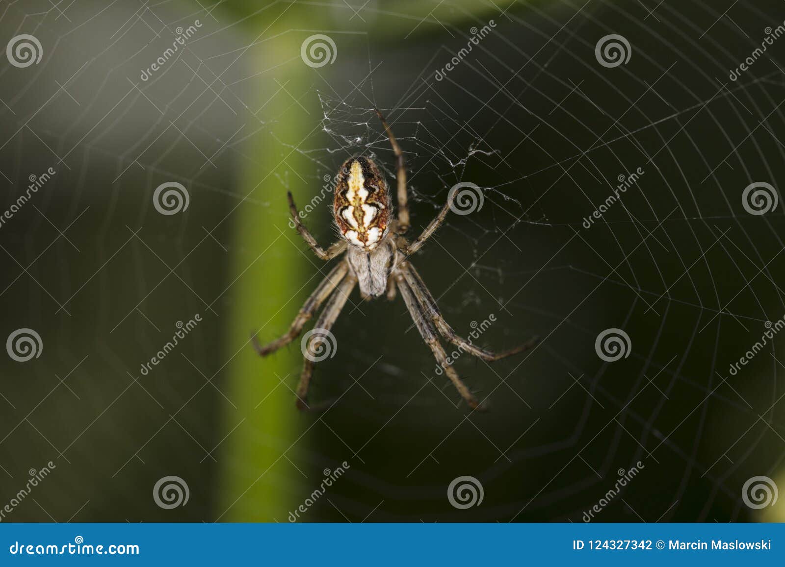 Cross Spider on His Web, Close Up Stock Photo - Image of animal, cross ...