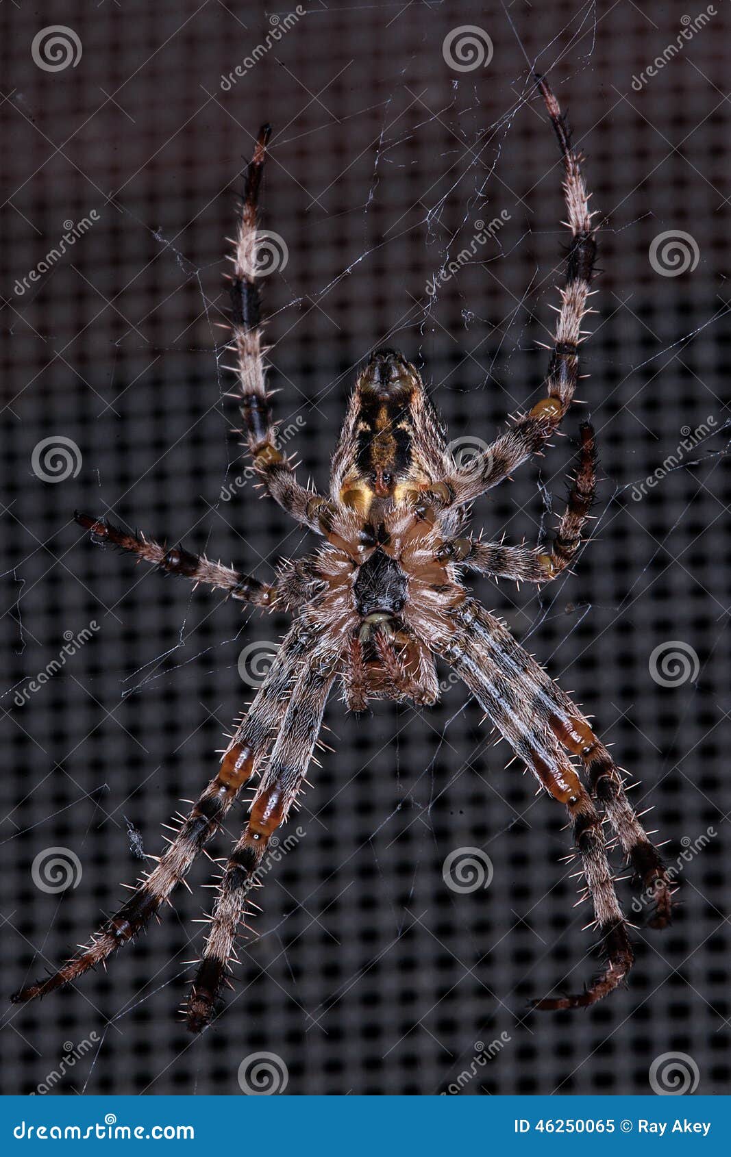 Cross Spider stock image. Image of cross, freak, insect - 46250065