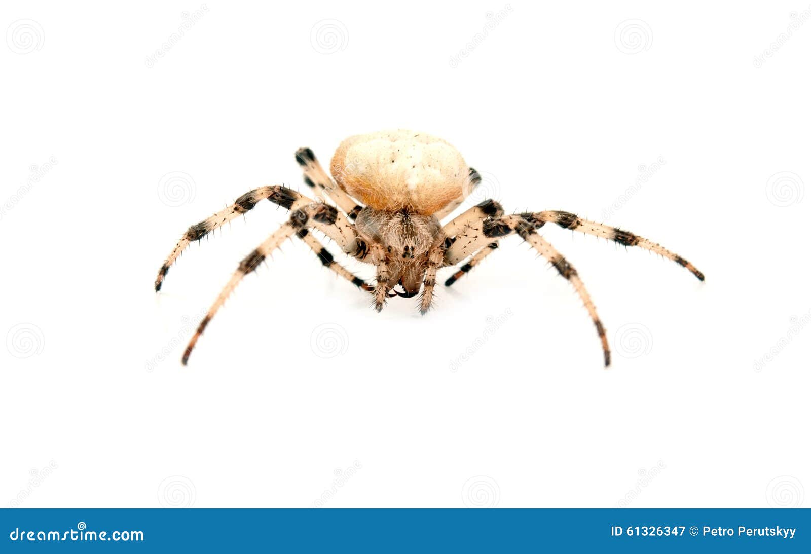Cross spider stock image. Image of brown, spiderweb, garden - 61326347
