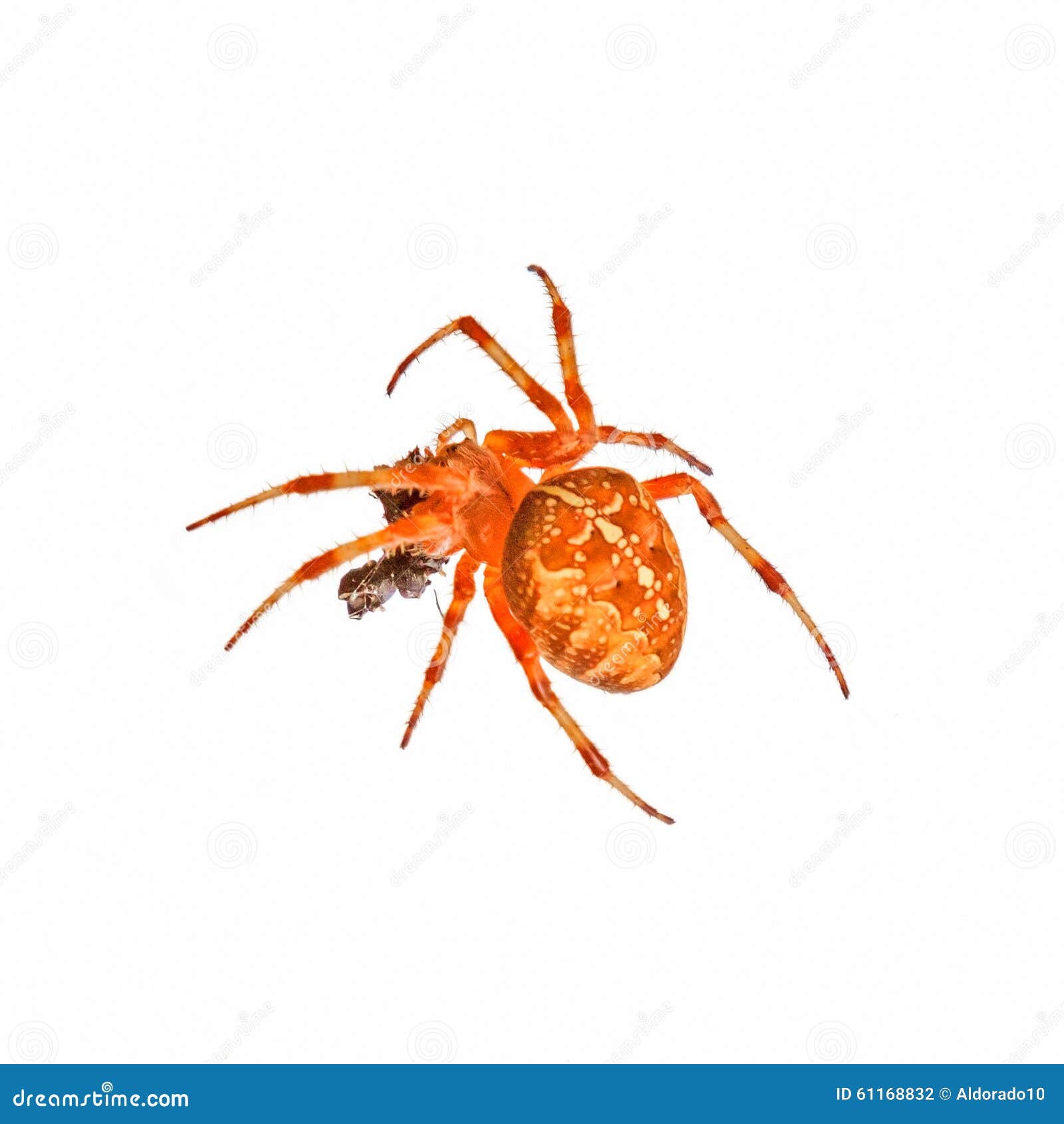 Cross spider isolated stock photo. Image of araneus, arthropod - 61168832
