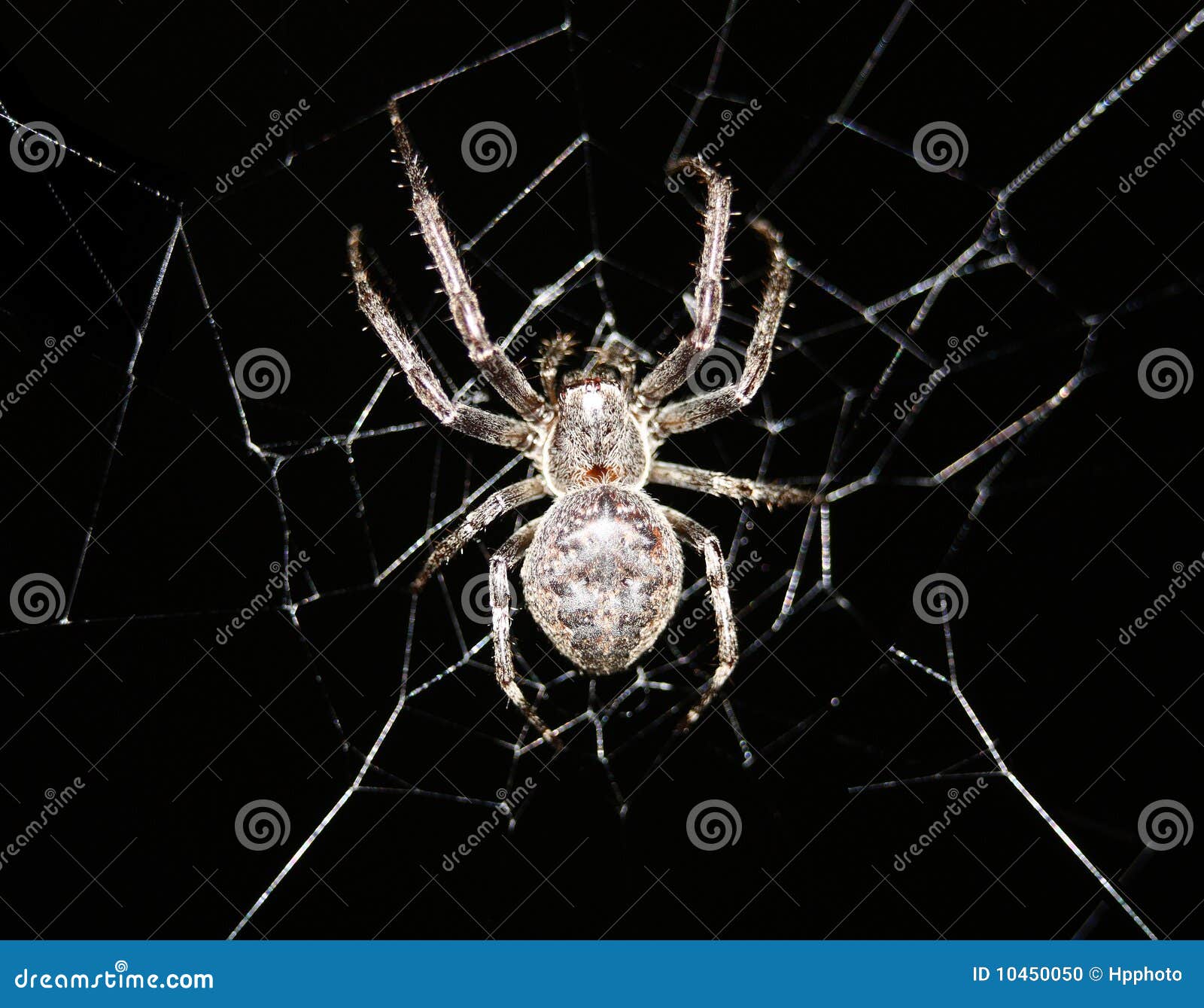 Cross Spider In Web. The Hunter Lurks For His Prey Royalty-Free Stock ...