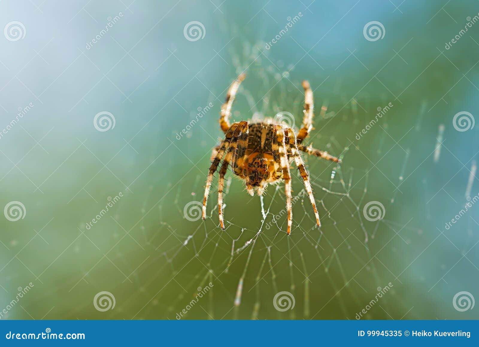Cross spider in its web stock image. Image of arachnid - 99945335