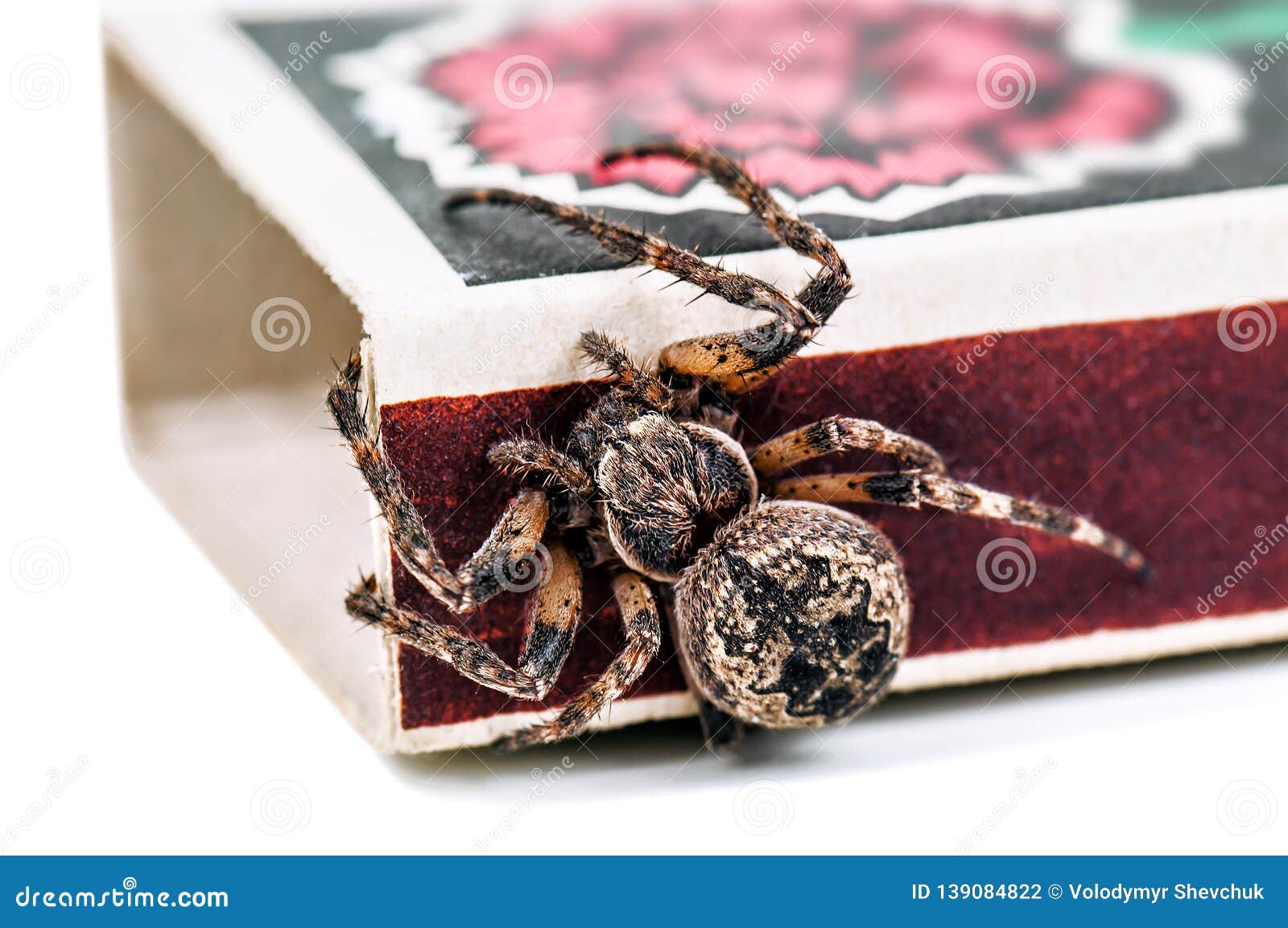 Cross spider on matchbox stock photo. Image of spooky - 139084822