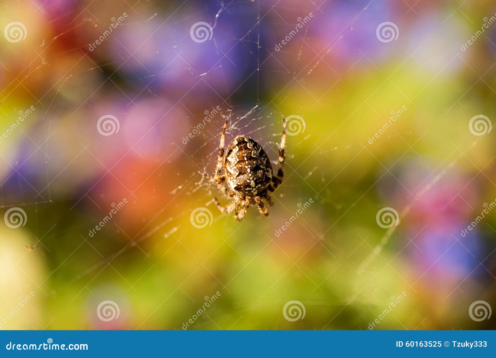 Cross Spider in the Middle of Its Web Stock Image - Image of middle ...
