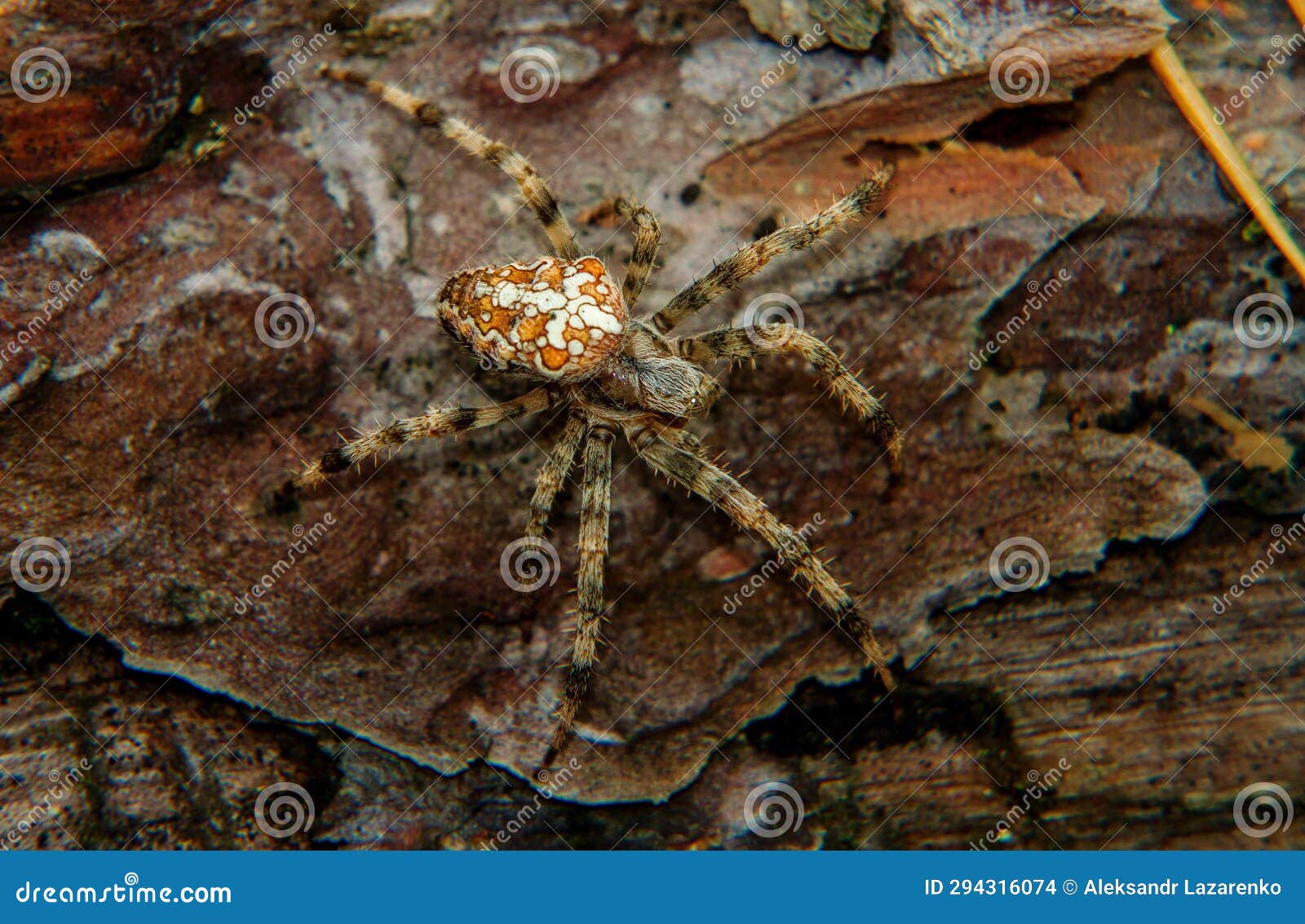 Cross Spider on Pine Bark, Close-up Shot Stock Photo - Image of nature ...