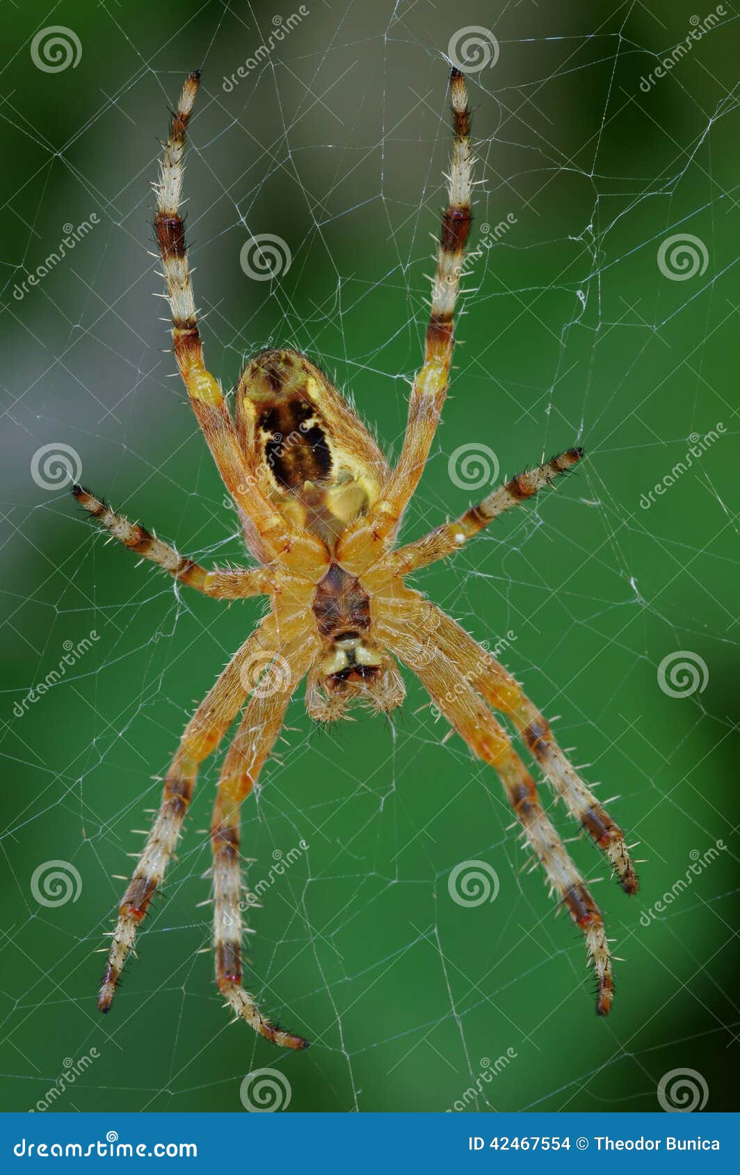 Insect. Detail of Cross Spider on the Web Stock Photo - Image of cobweb ...