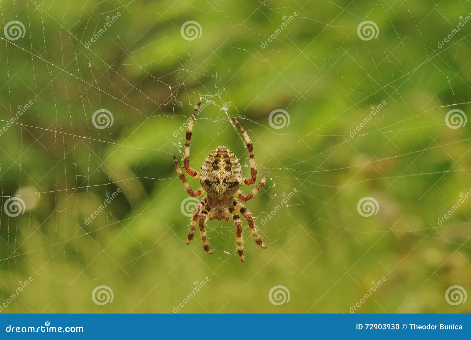 Insect. Cross Spider on the Web Stock Photo - Image of closeup, brown ...