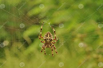 Insect. Cross Spider on the Web Stock Photo - Image of closeup, brown ...