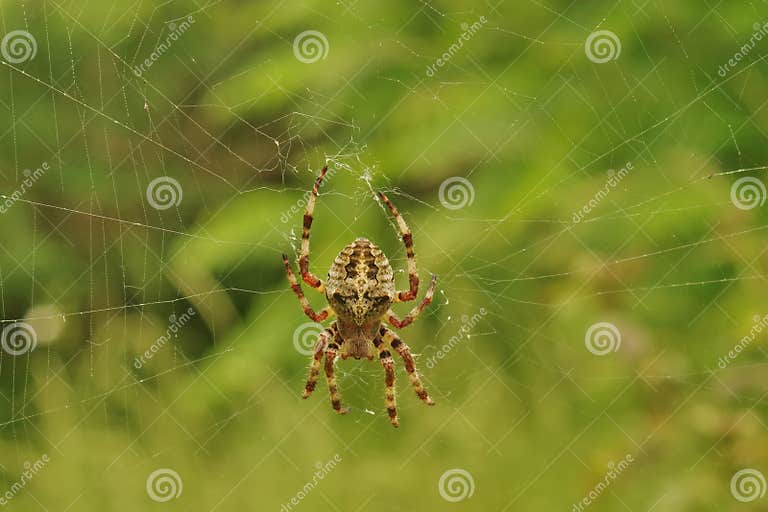 Insect. Cross Spider on the Web Stock Photo - Image of closeup, brown ...