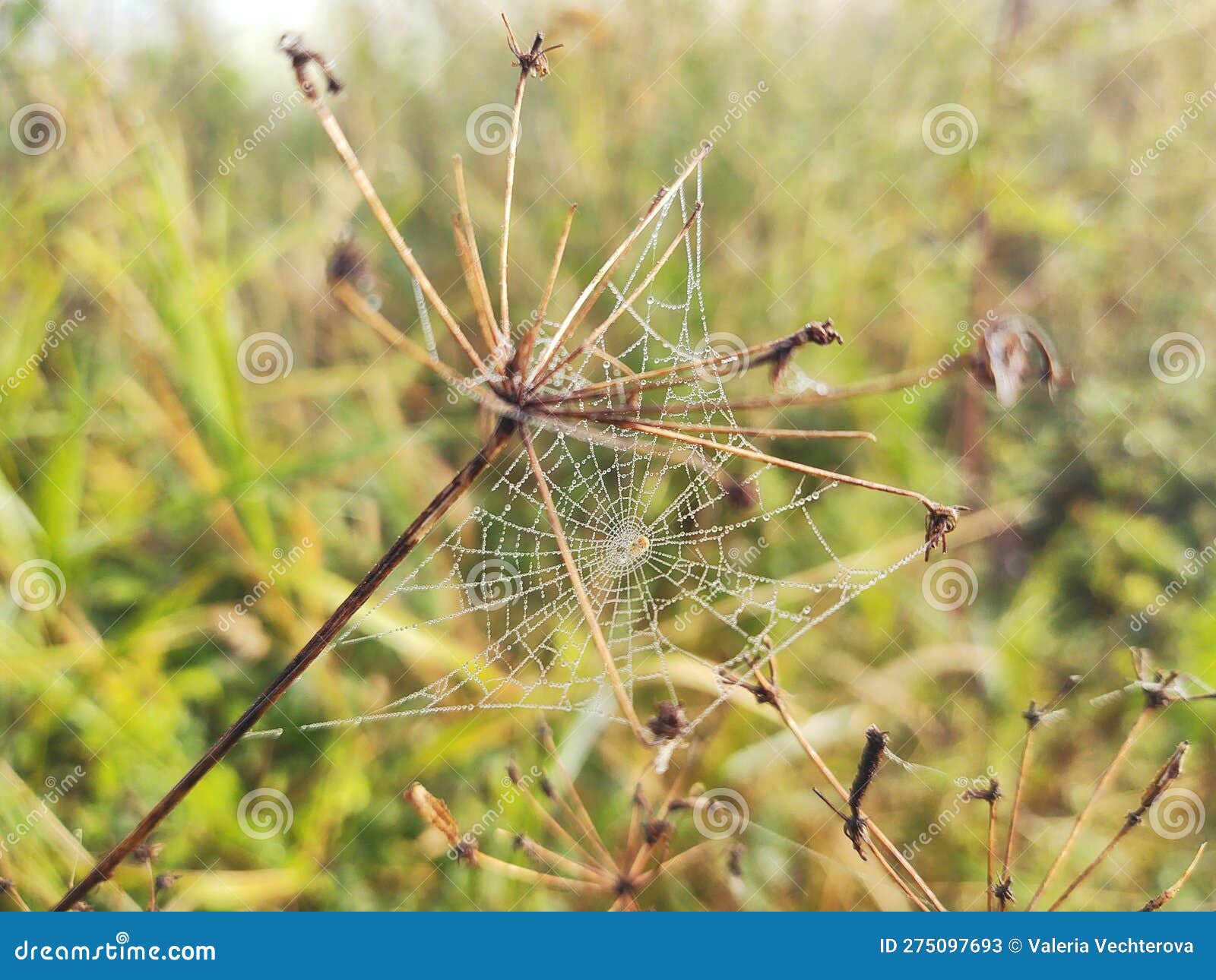 Cross Spider in the Spider Web in the Nature. Stock Image - Image of ...