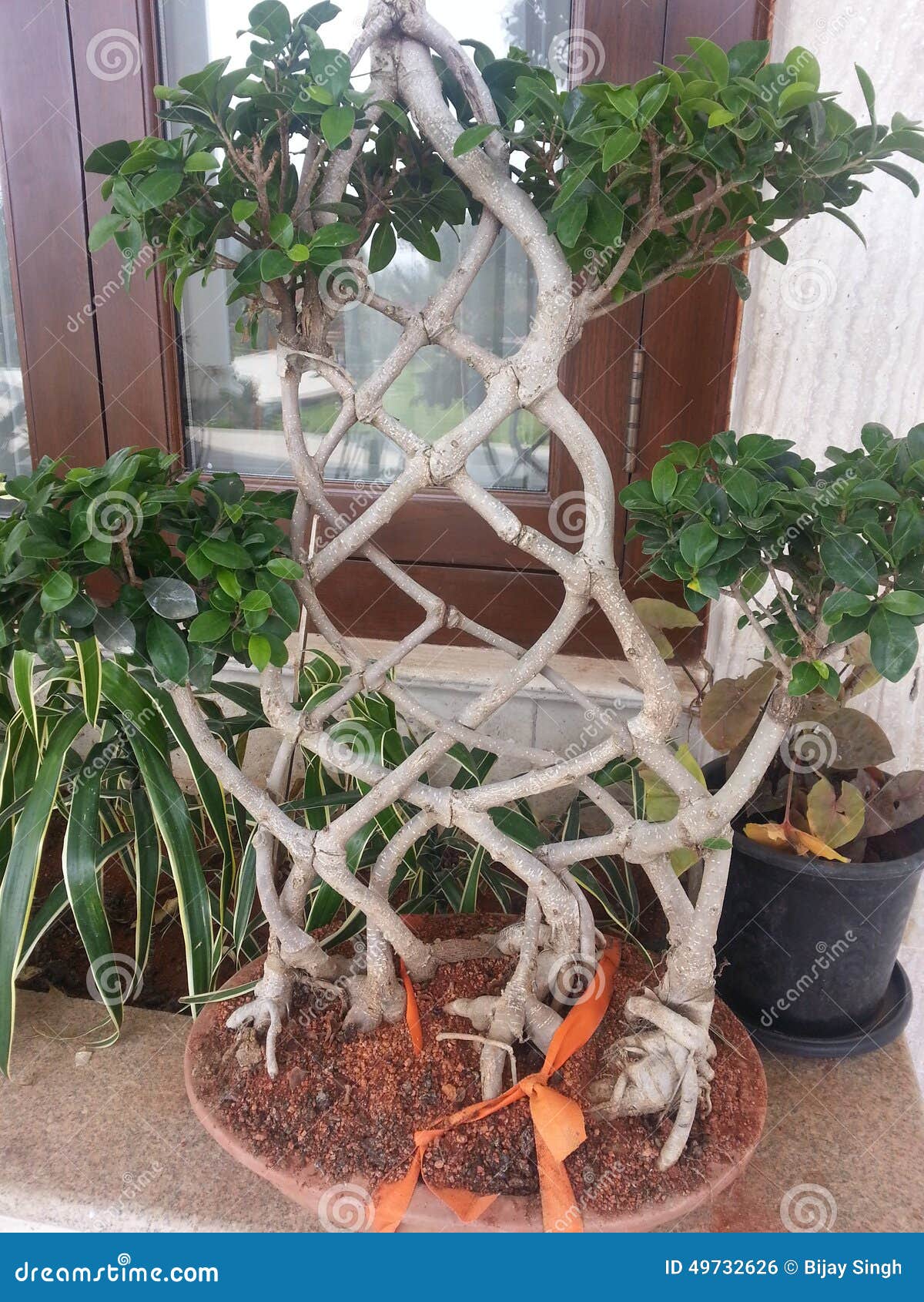 Cross tree stock photo. Image of plant, tree, crossed - 49732626