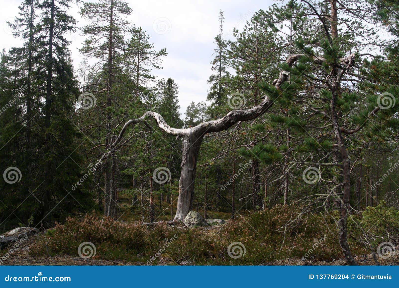 The Cross Tree. an Outstanding Tree at Rovaniemi Finland Stock Photo ...