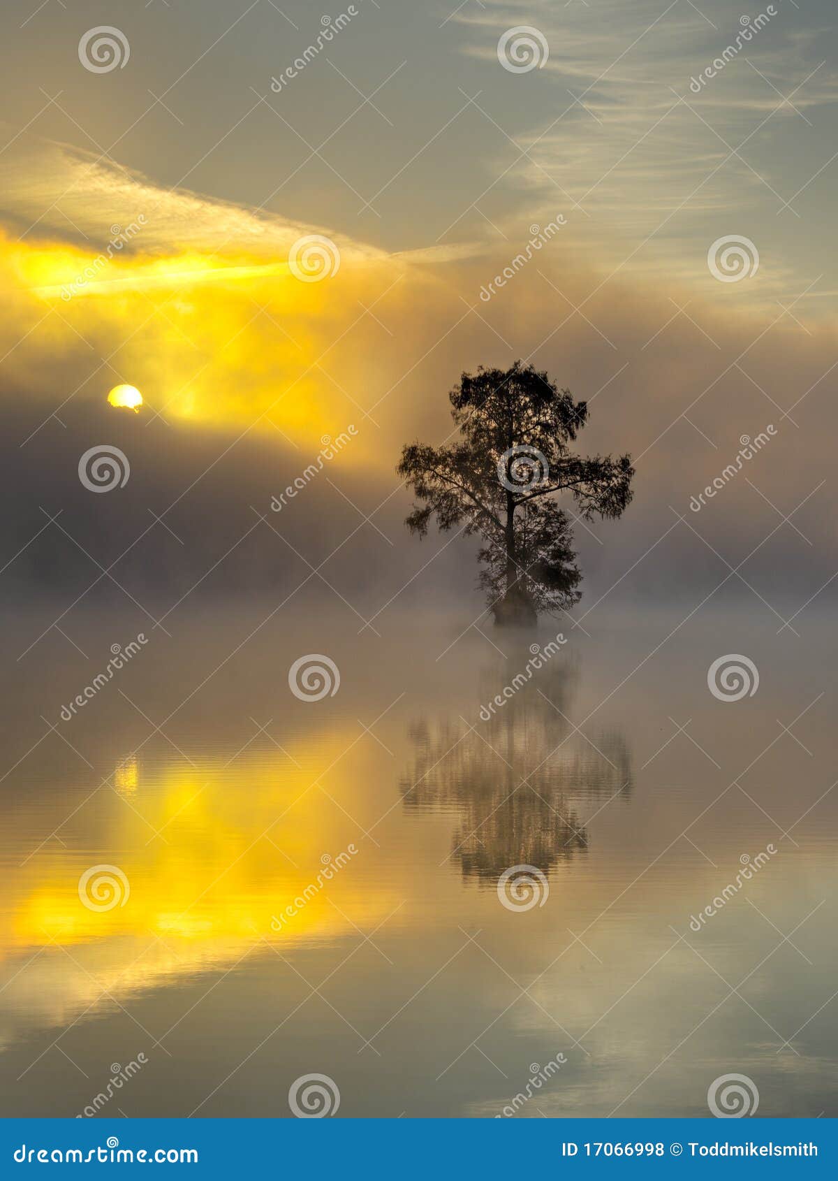 Cross Tree Reflection at Sunrise Stock Photo - Image of solitude, cross ...