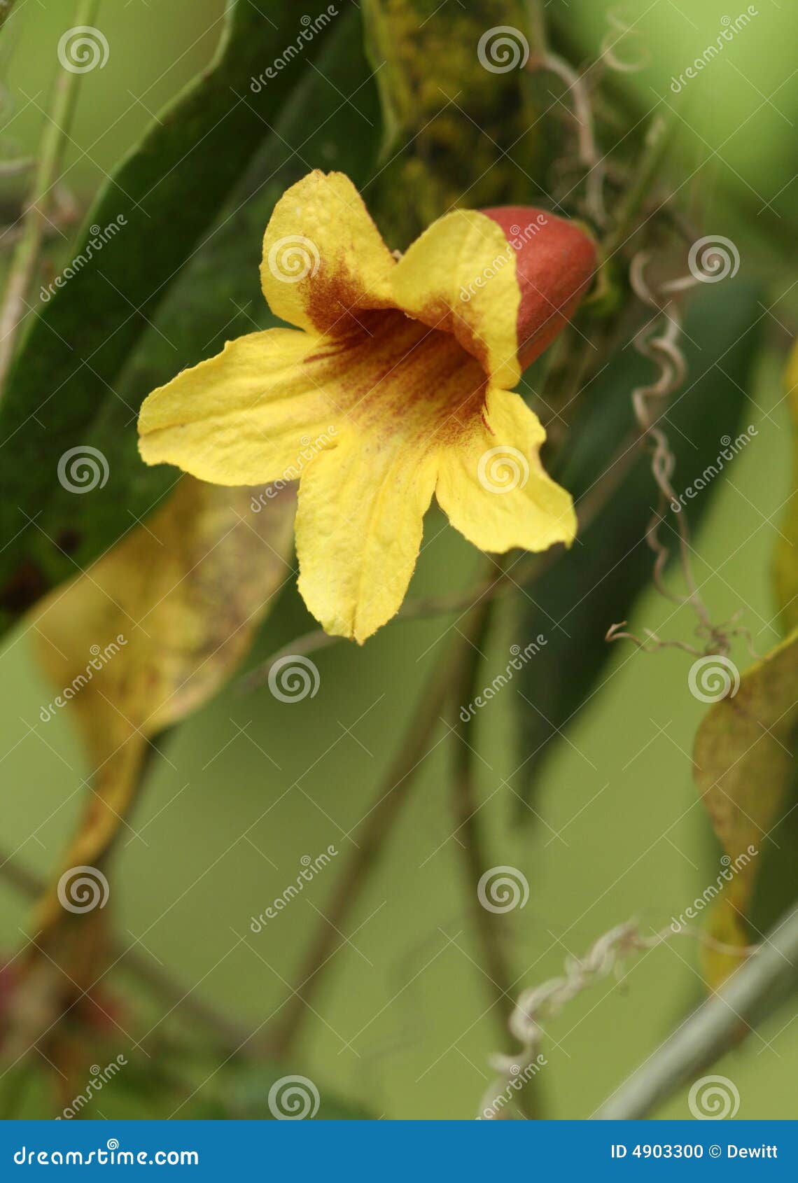 Cross Vine (Bignonia Capreolata) Variety Dragon Lady Royalty-Free Stock ...