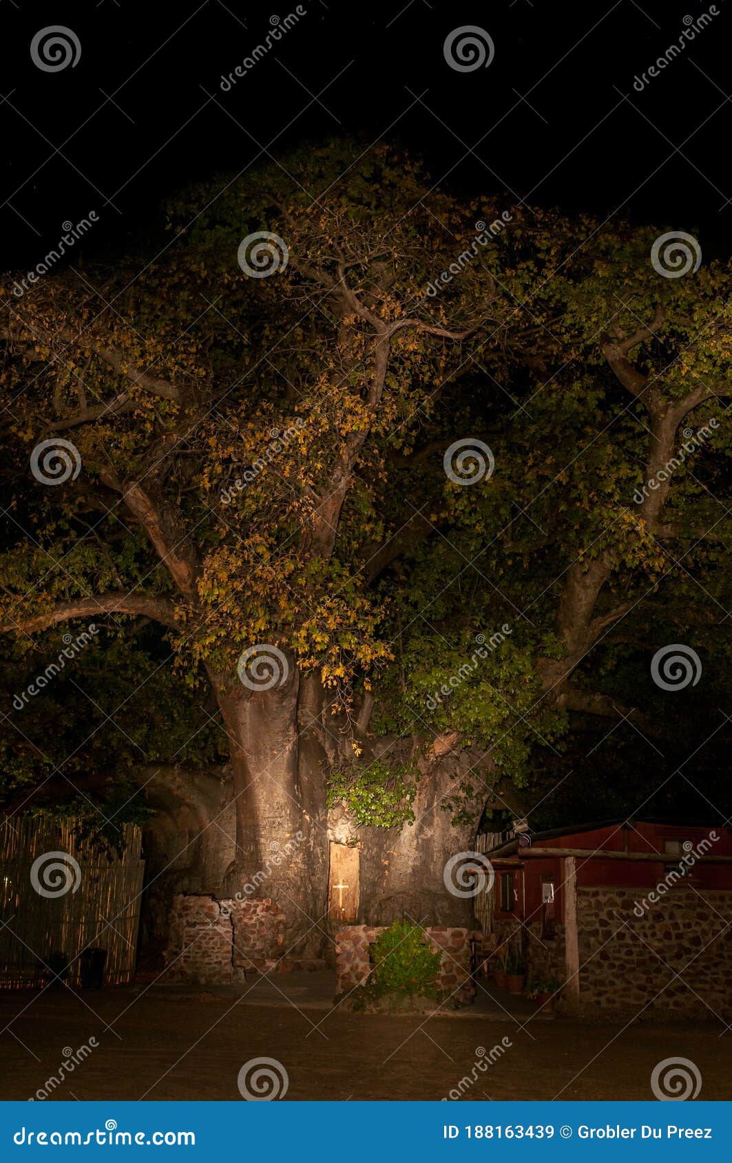 Cross Visible Inside the Hollow 800 Year Ombalantu Baobab Tree ...
