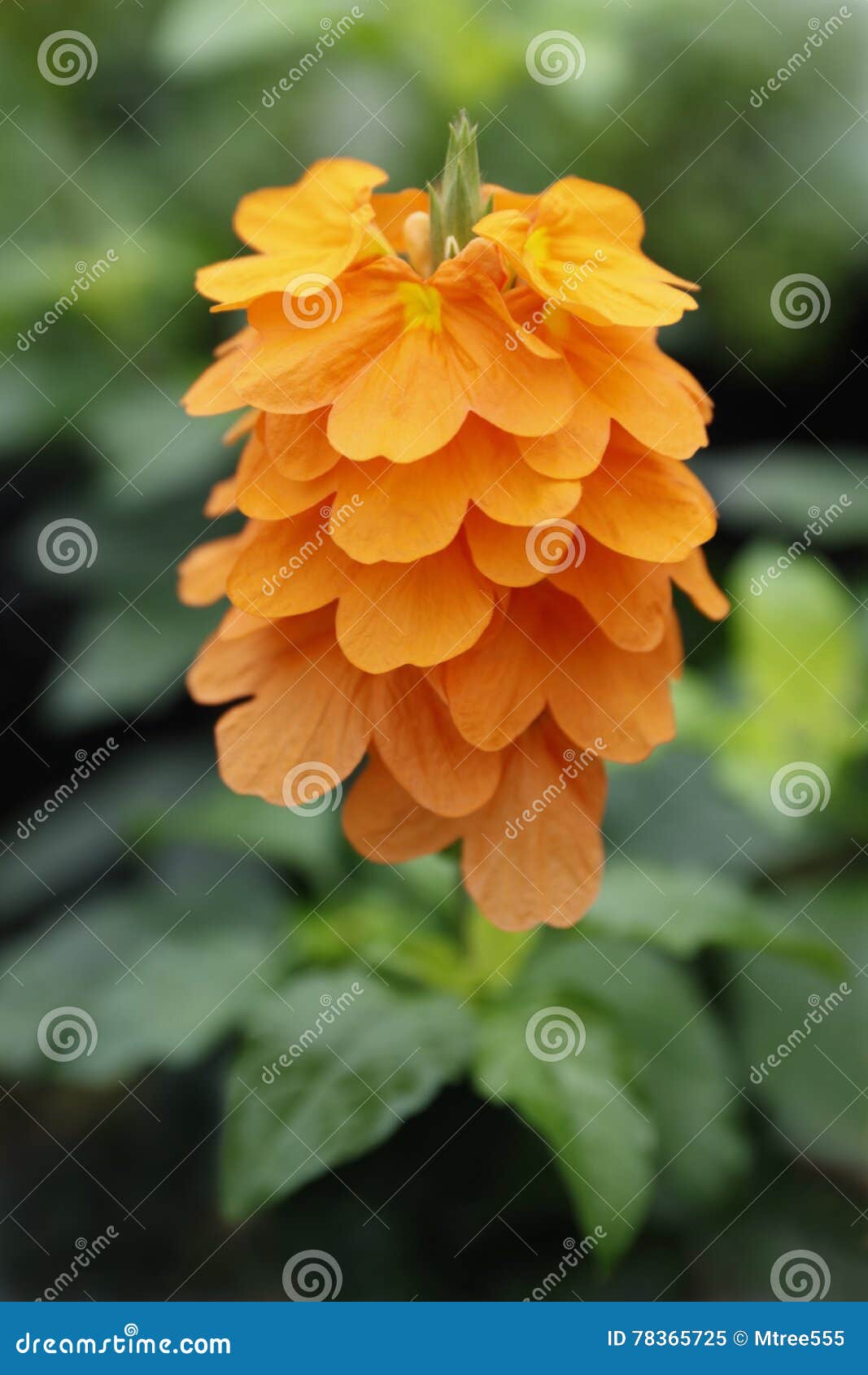 Crossandra flower stock image. Image of macro, leaf, vibrant - 78365725